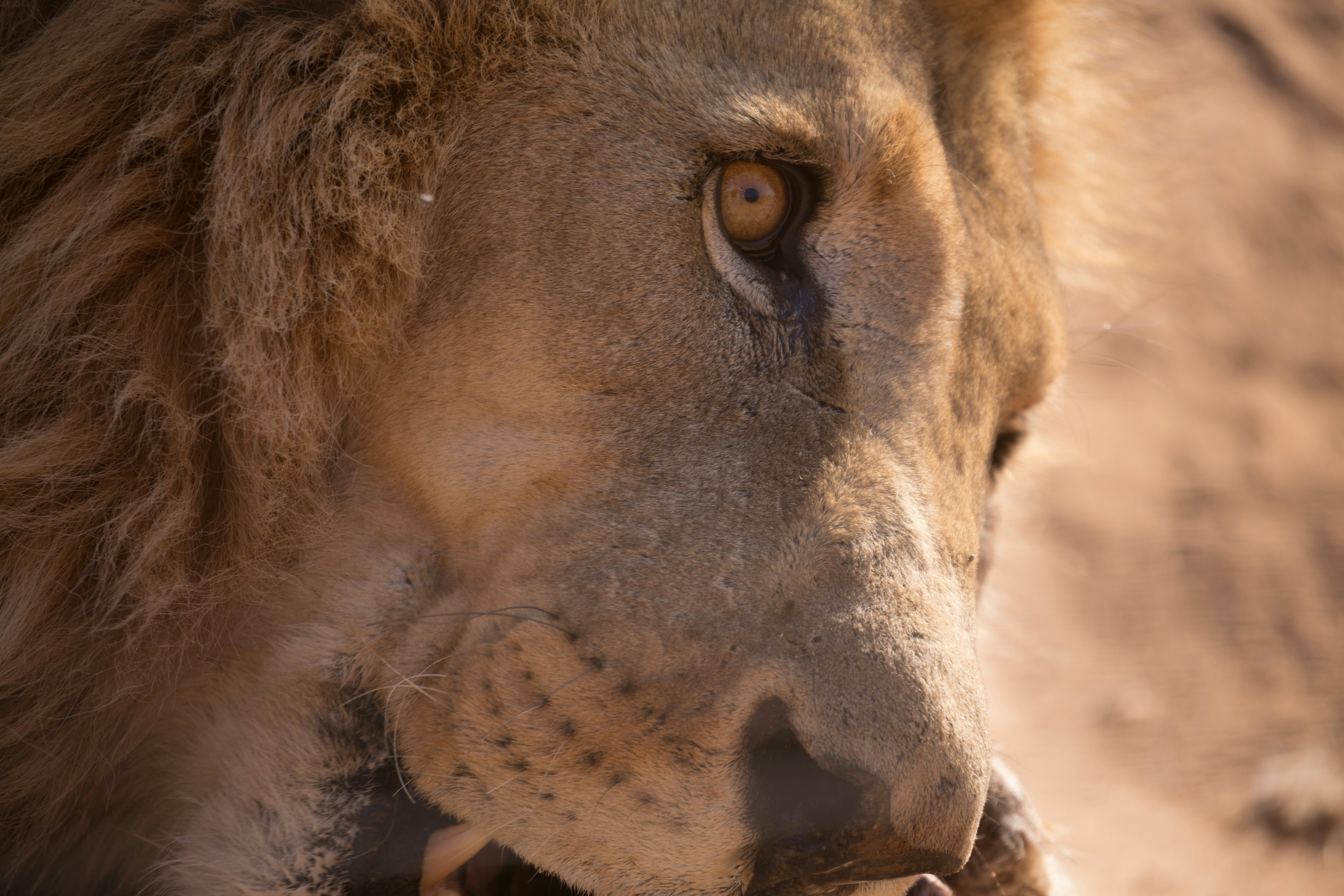Close-up of a lion's face, highlighting its intense gaze and detailed mane against a warm, sandy background.