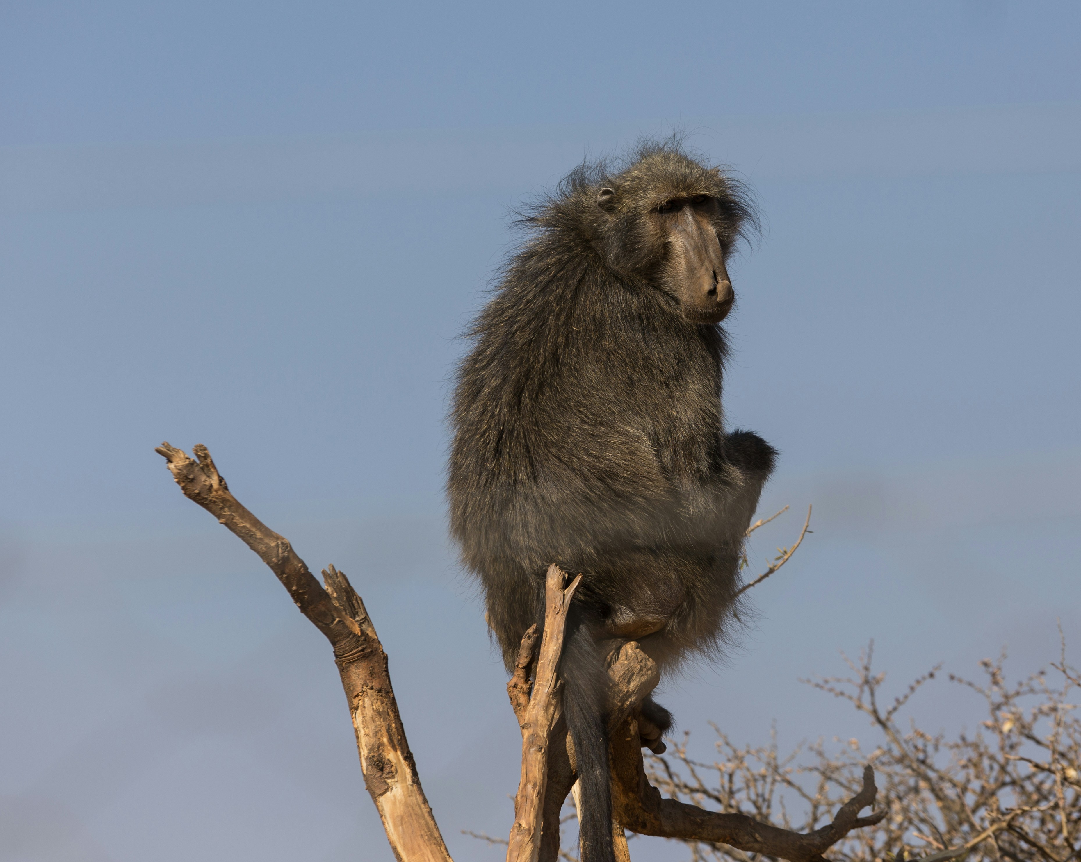 A baboon sitting on top of a tree branch photo – Free Namibia Image on ...
