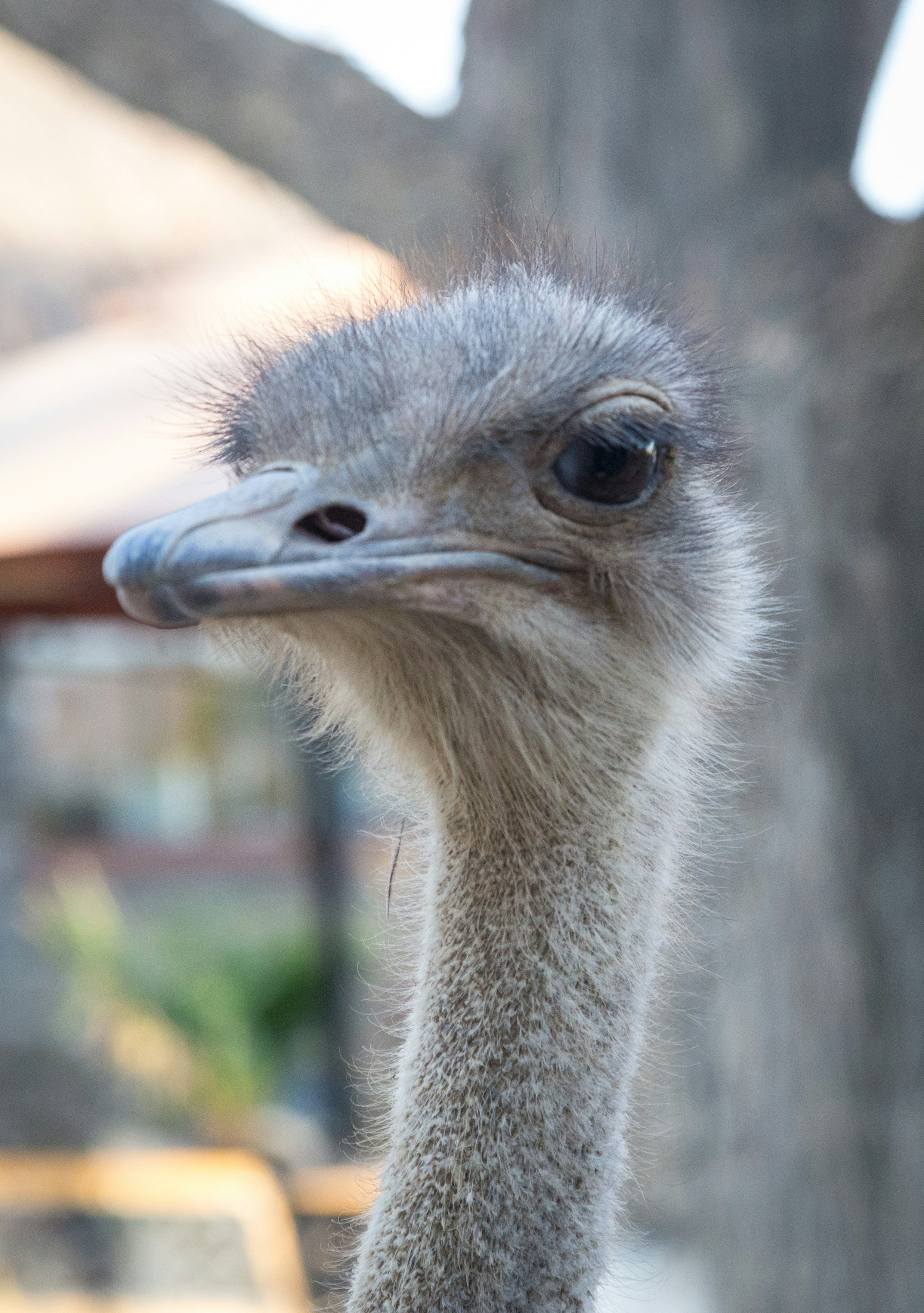 Close-up of an ostrich displaying its inquisitive expression against a blurred background. The focus highlights the intricate details of its feathers and features.