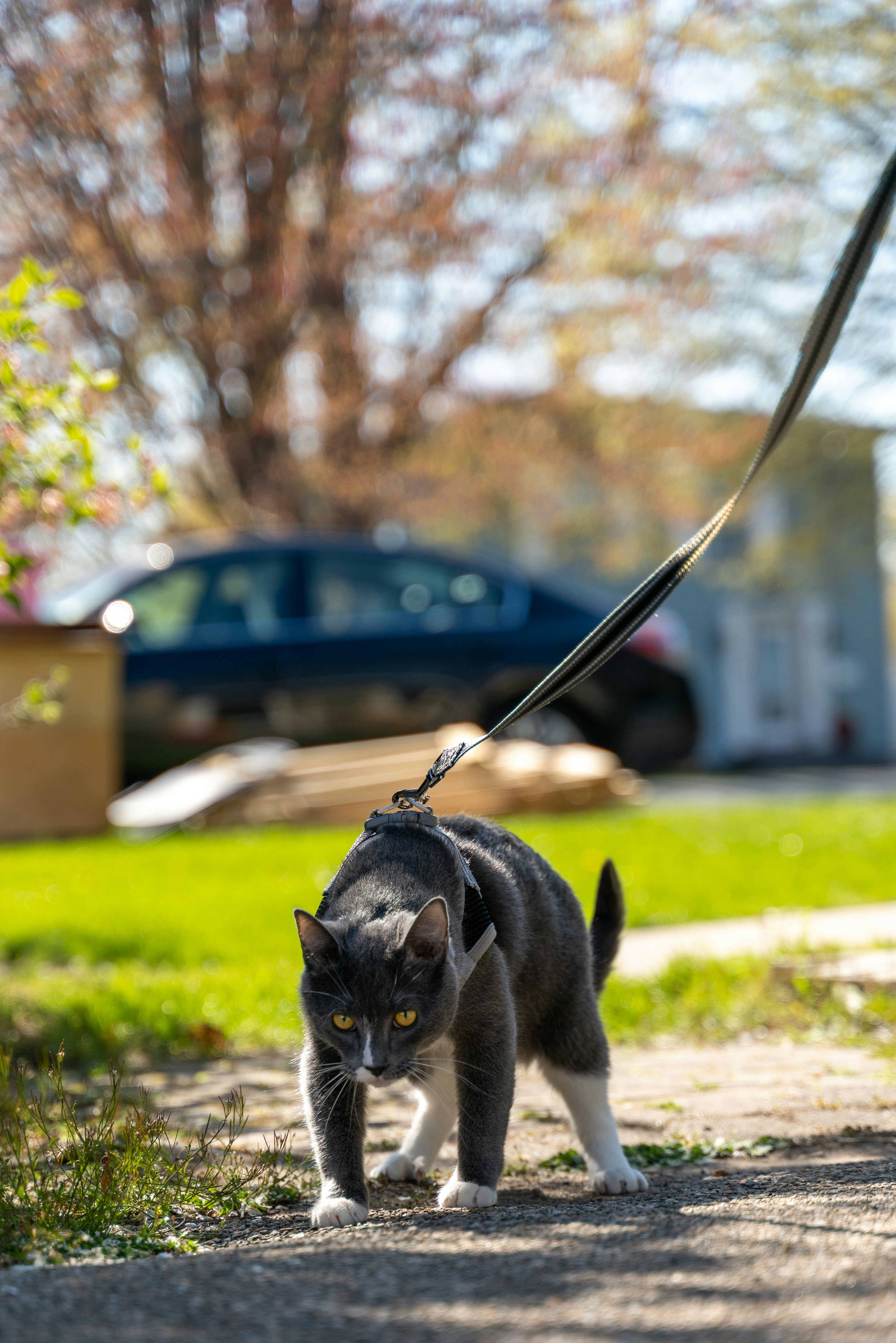 a black and white cat walking on a leash