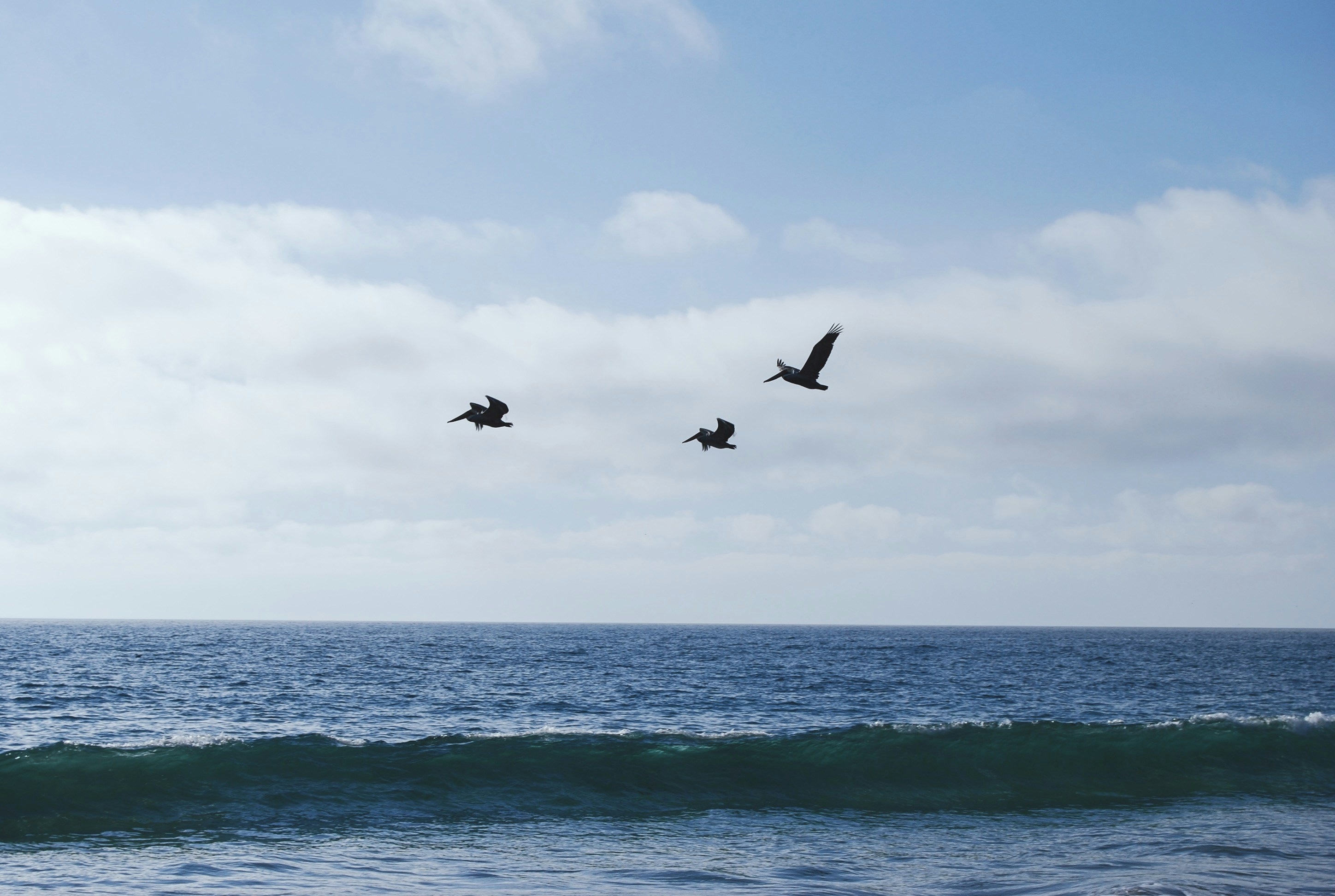 Three Seabirds in Flight Over a Quiet Atlantic Break