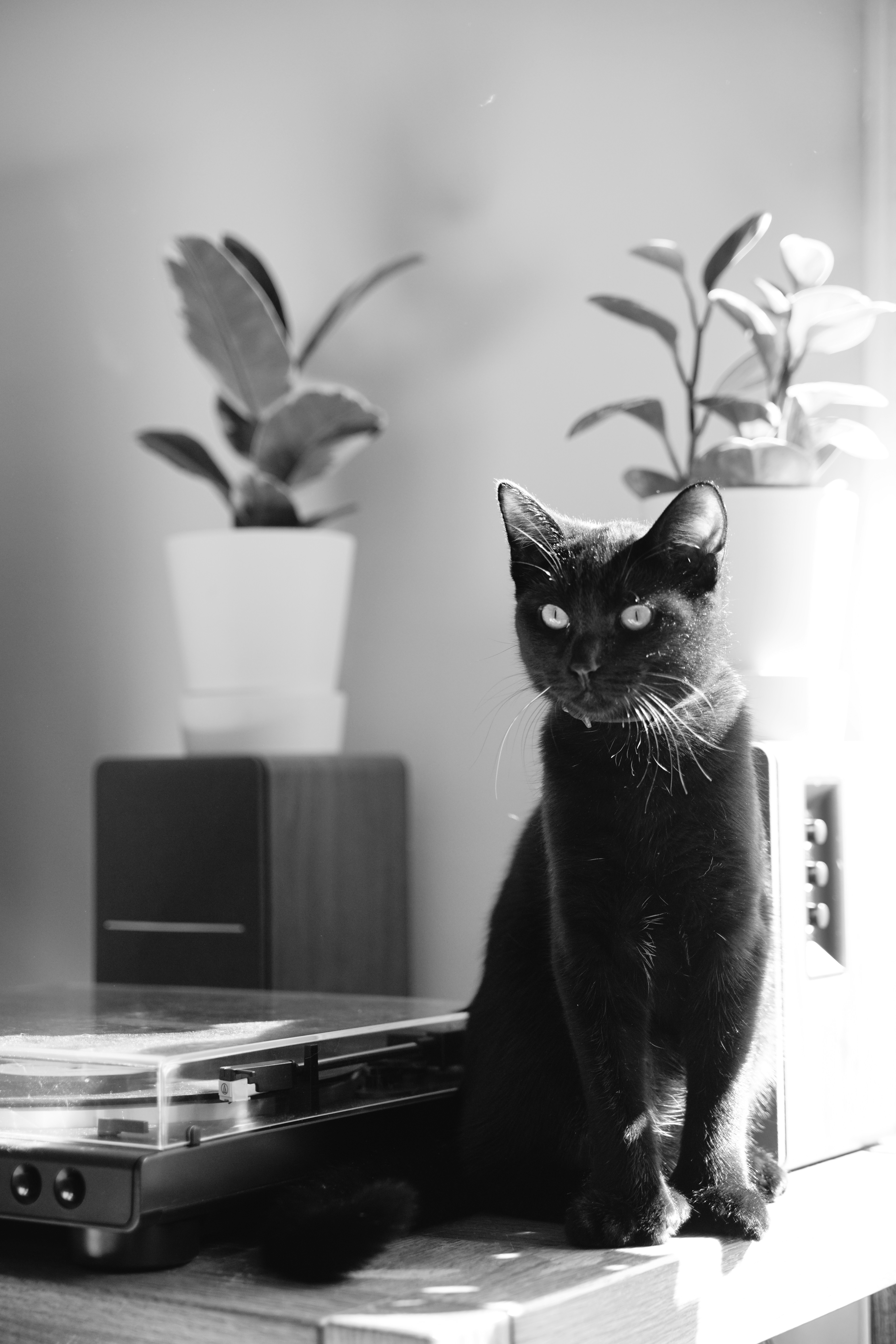 A black cat sits poised beside a vintage turntable, with potted plants softly framing the scene. Sunlight filters in, creating a serene atmosphere.