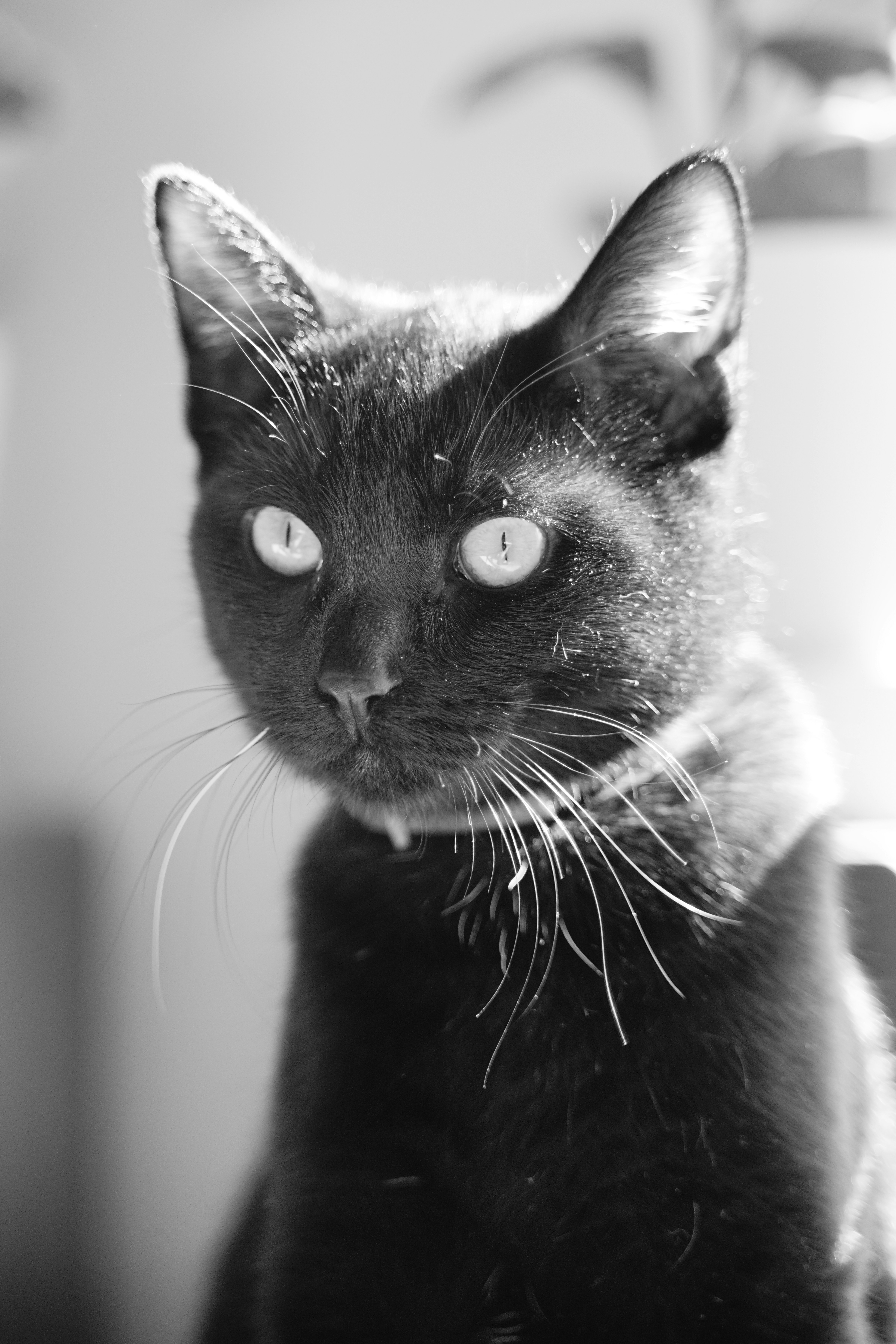 A black cat sitting on top of a table photo – Free Cat Image on Unsplash