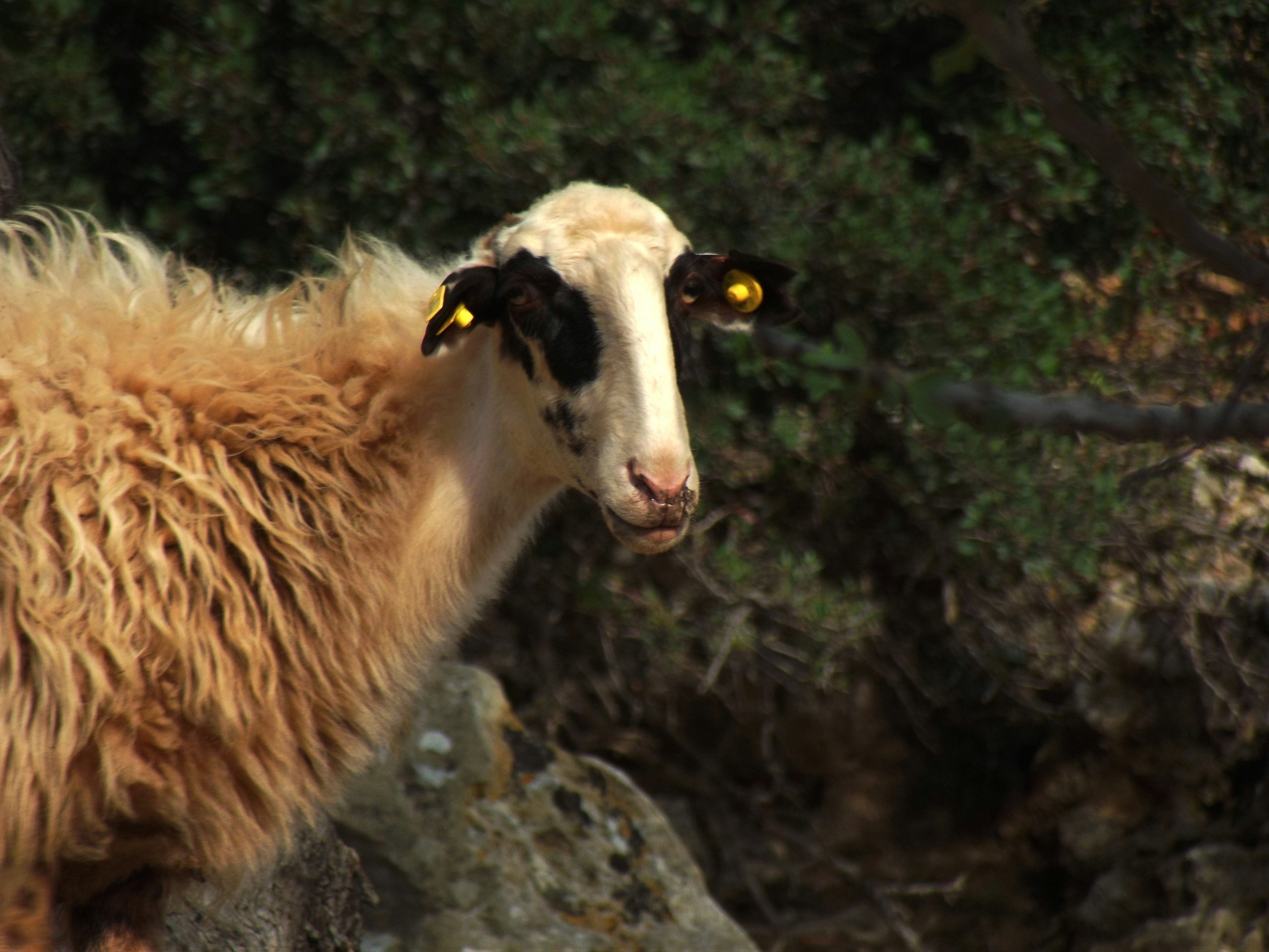 A close-up of a sheep with distinctive black markings and bright yellow ear tags, set against a blurred green background.