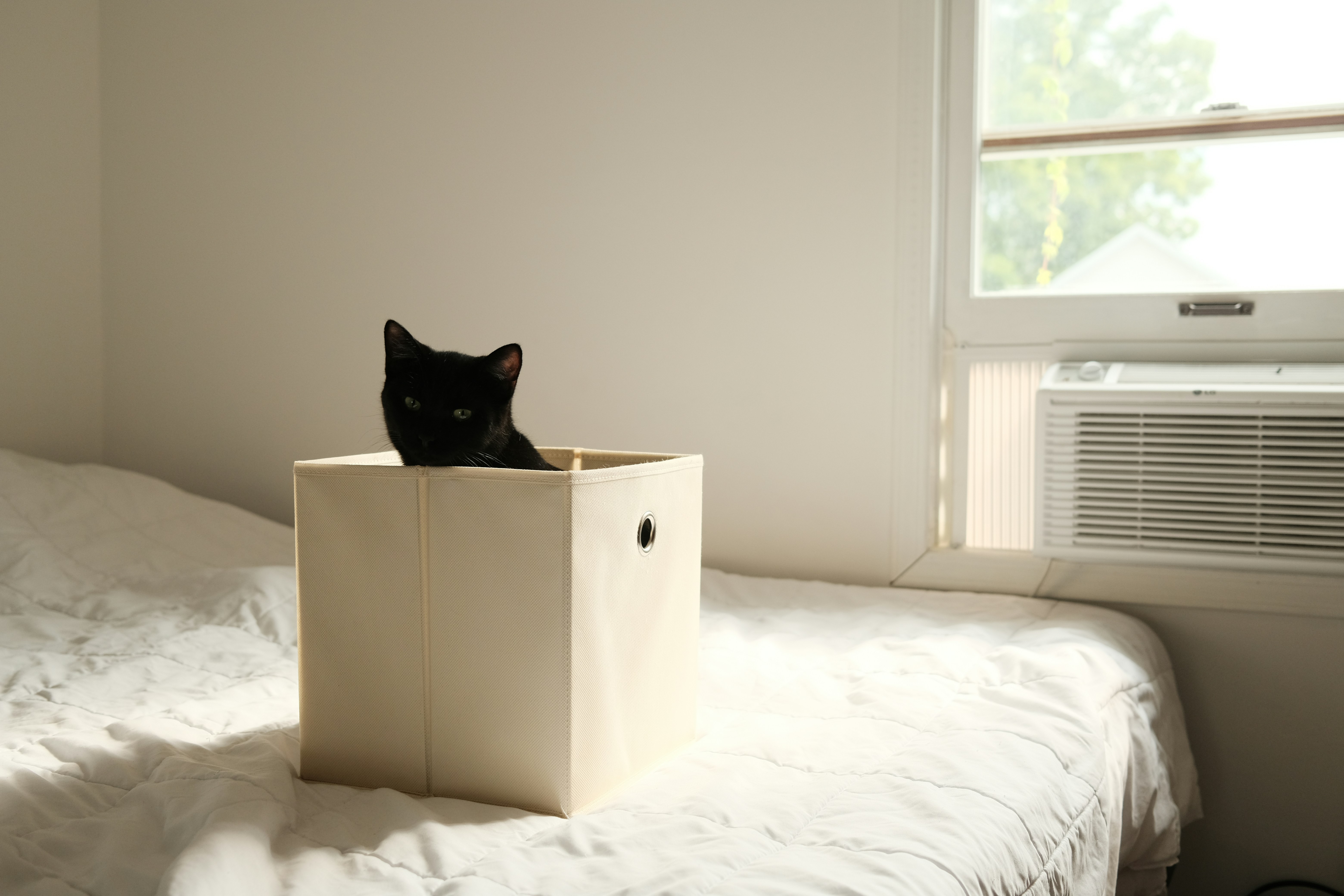 Black cat peering from inside a cream-colored storage box on a bed, with soft morning light illuminating the scene.