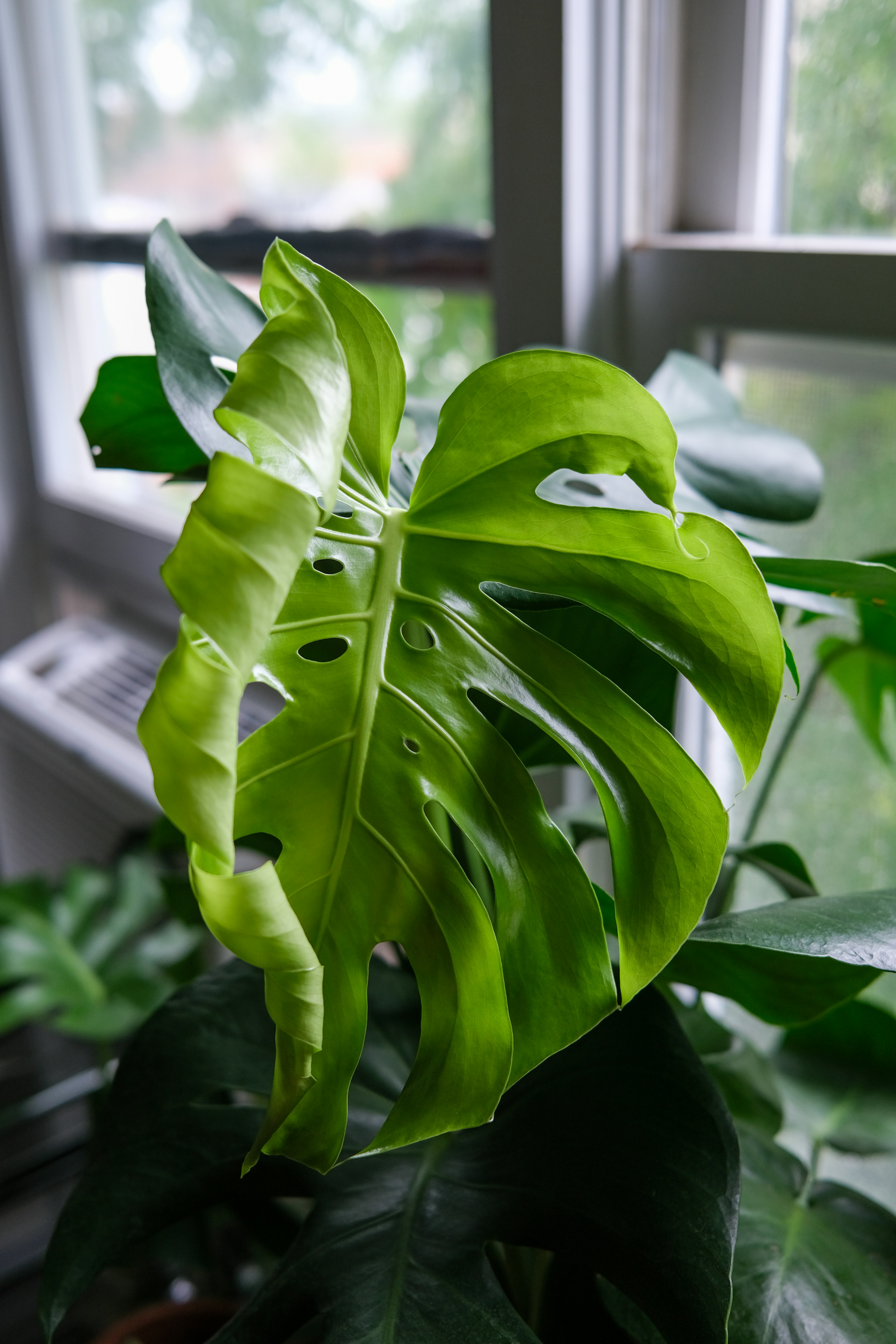 Close-up of a vibrant Monstera leaf showcasing its unique perforations and lush green color against a backdrop of indoor foliage.