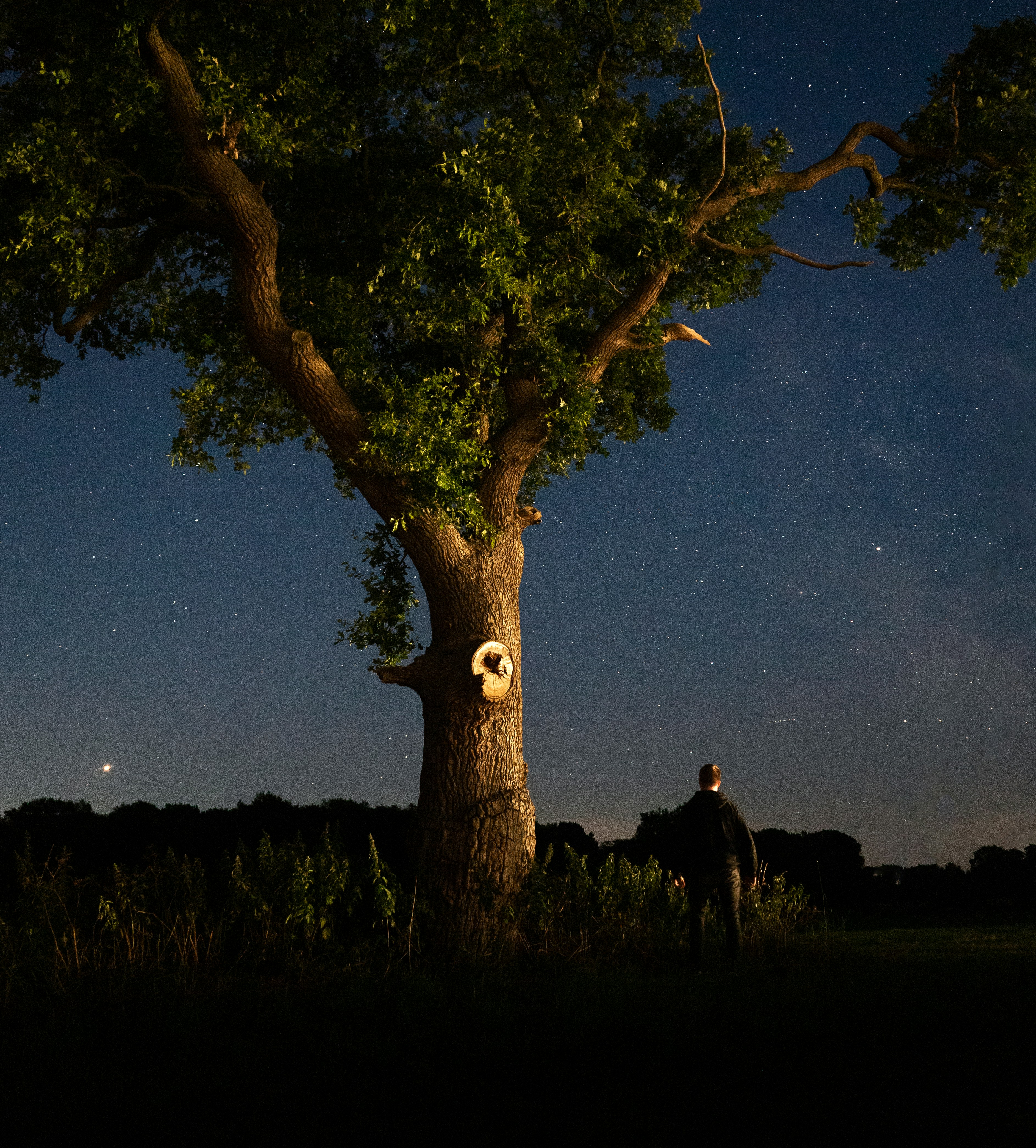 A man standing next to a tree at night photo – Free Tree Image on Unsplash