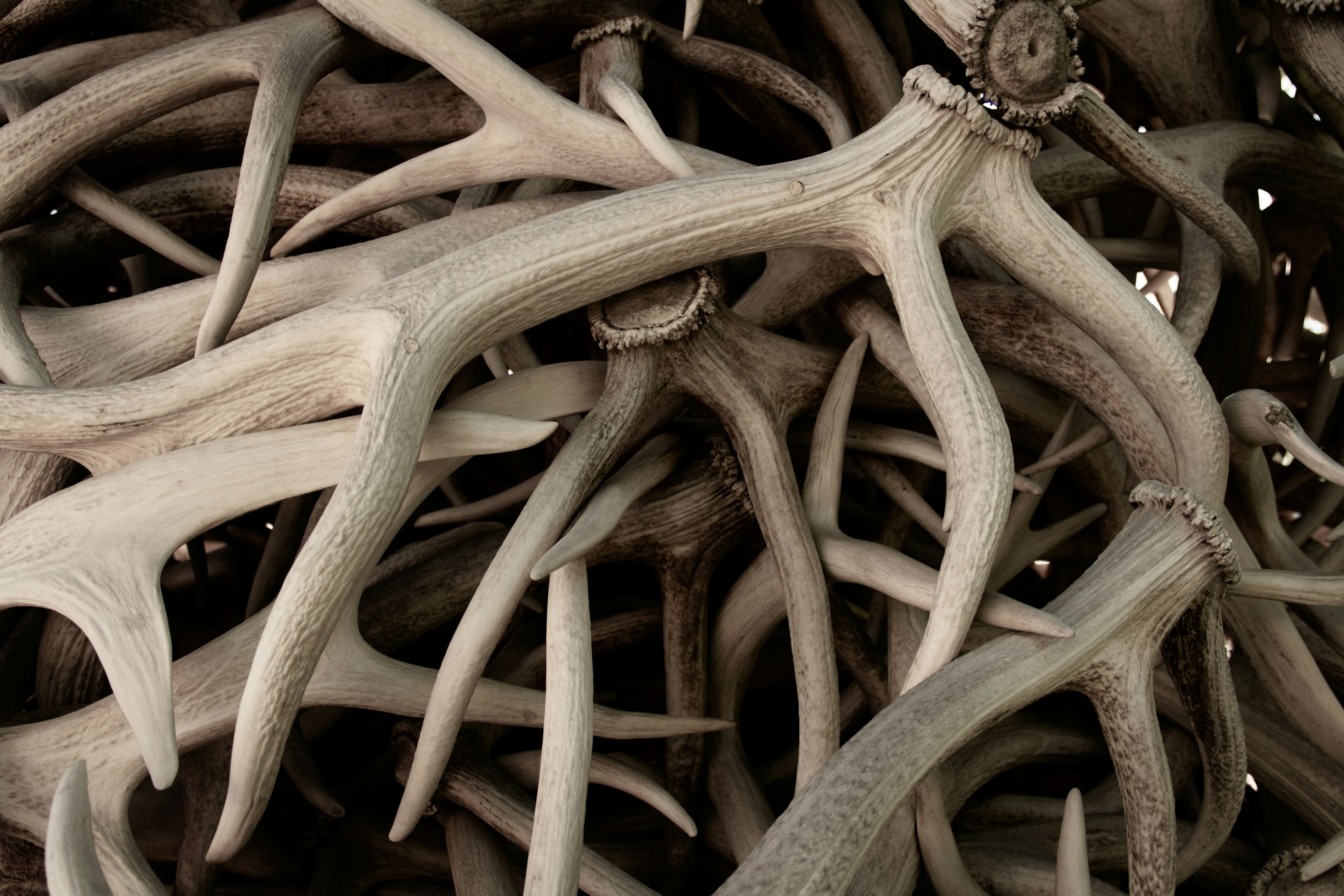 A close-up view of intertwined deer antlers, showcasing their unique textures and shapes. The composition highlights the complexity of natural forms.