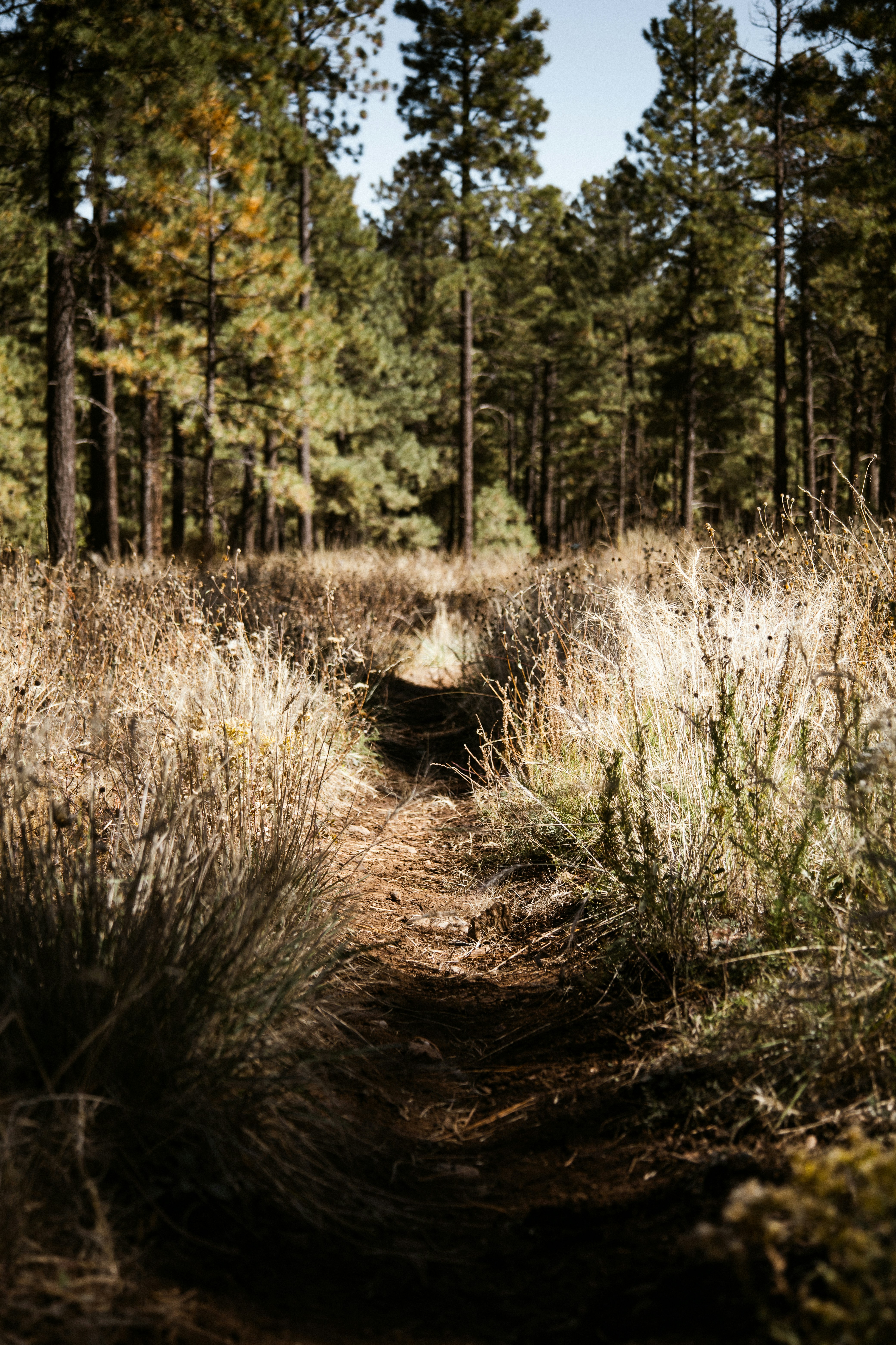 A narrow dirt path winding through a sunlit forest, bordered by tall pines and golden grasses. The scene evokes a sense of adventure and tranquility.