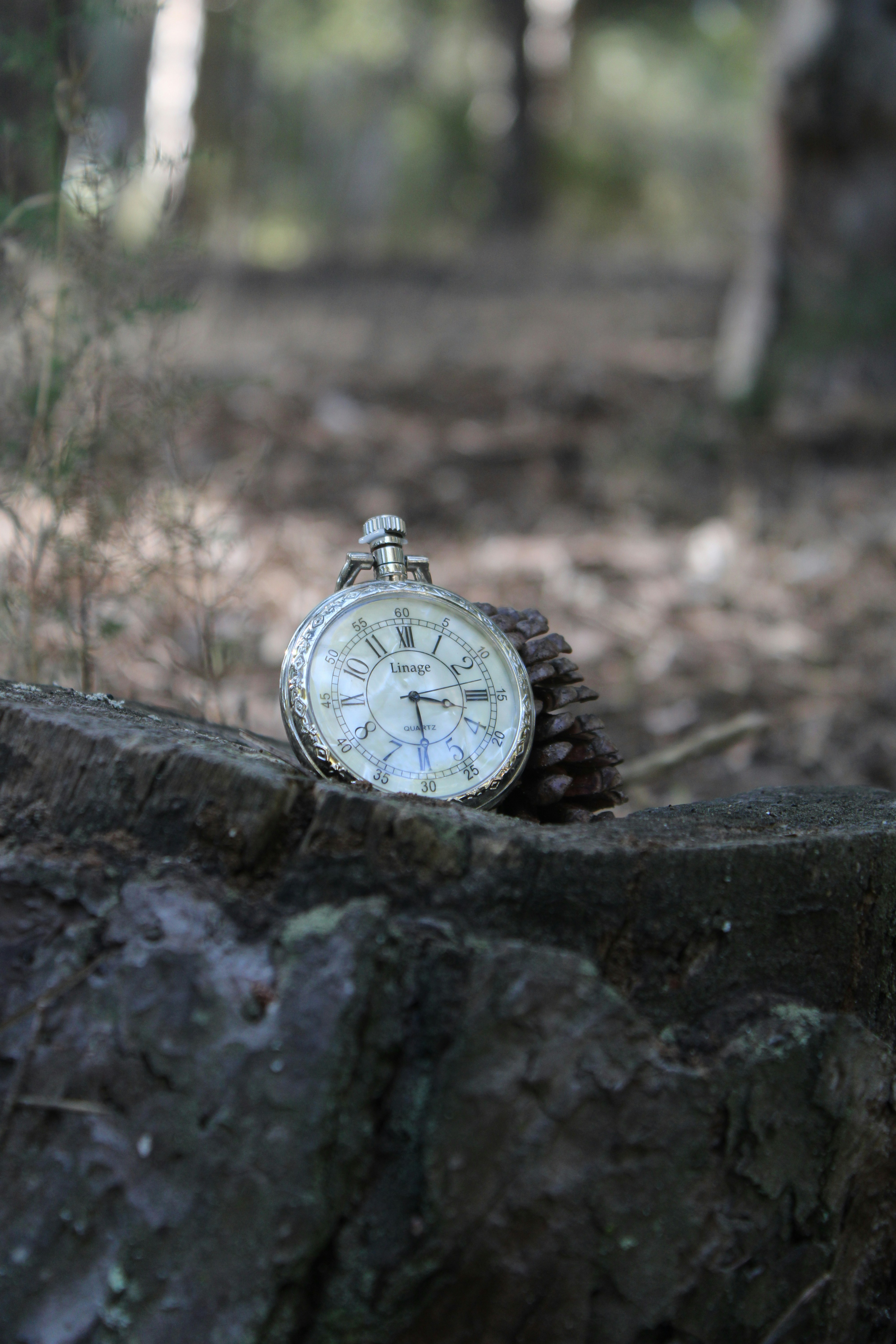 Antique pocket watch resting atop a weathered log, surrounded by a tranquil forest setting.