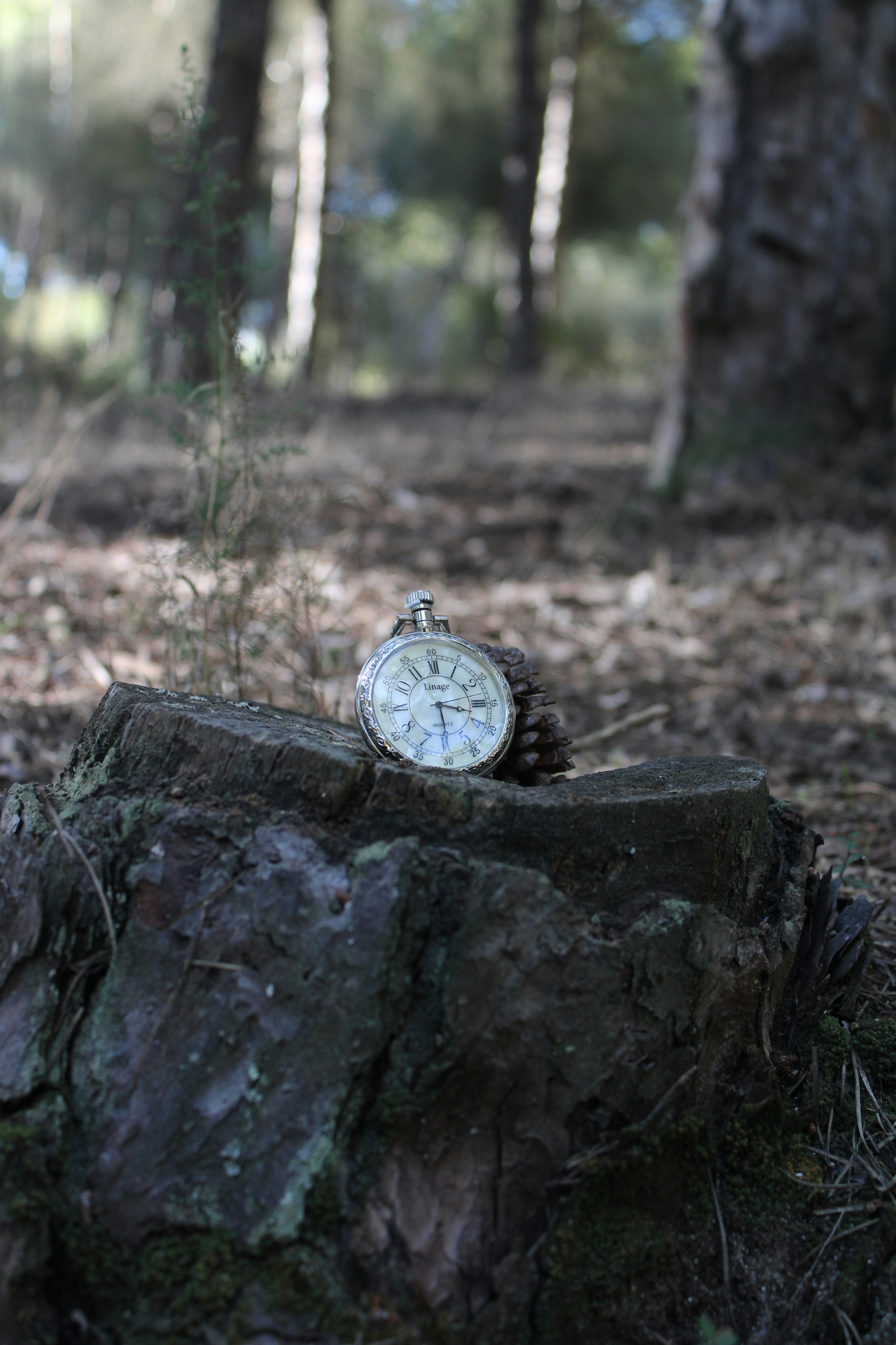 Antique pocket watch resting on a tree stump, surrounded by a serene forest backdrop. The play of light and shadow enhances the tranquil atmosphere.
