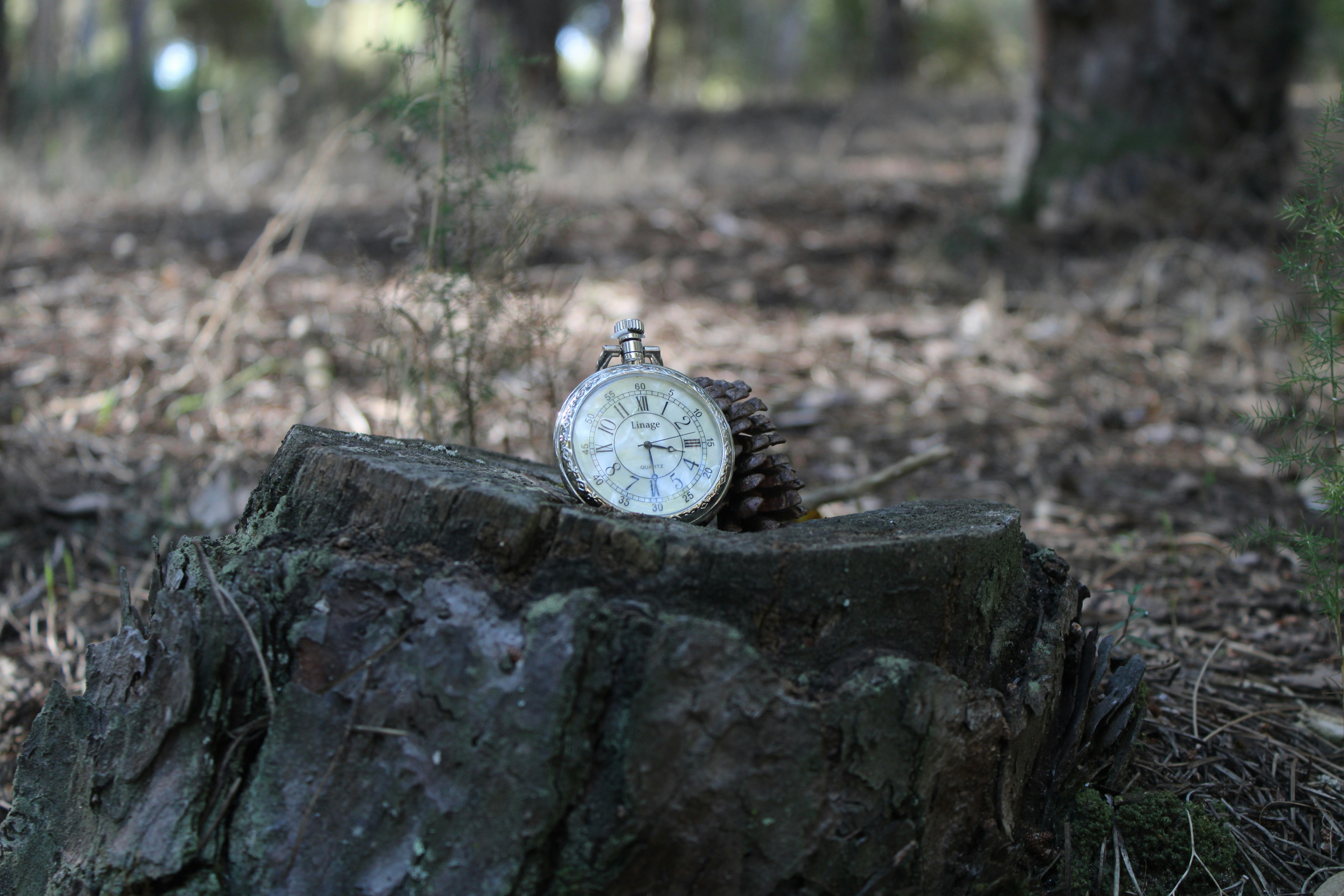 Echoes of Time Resting on a Mossy Forest Stump