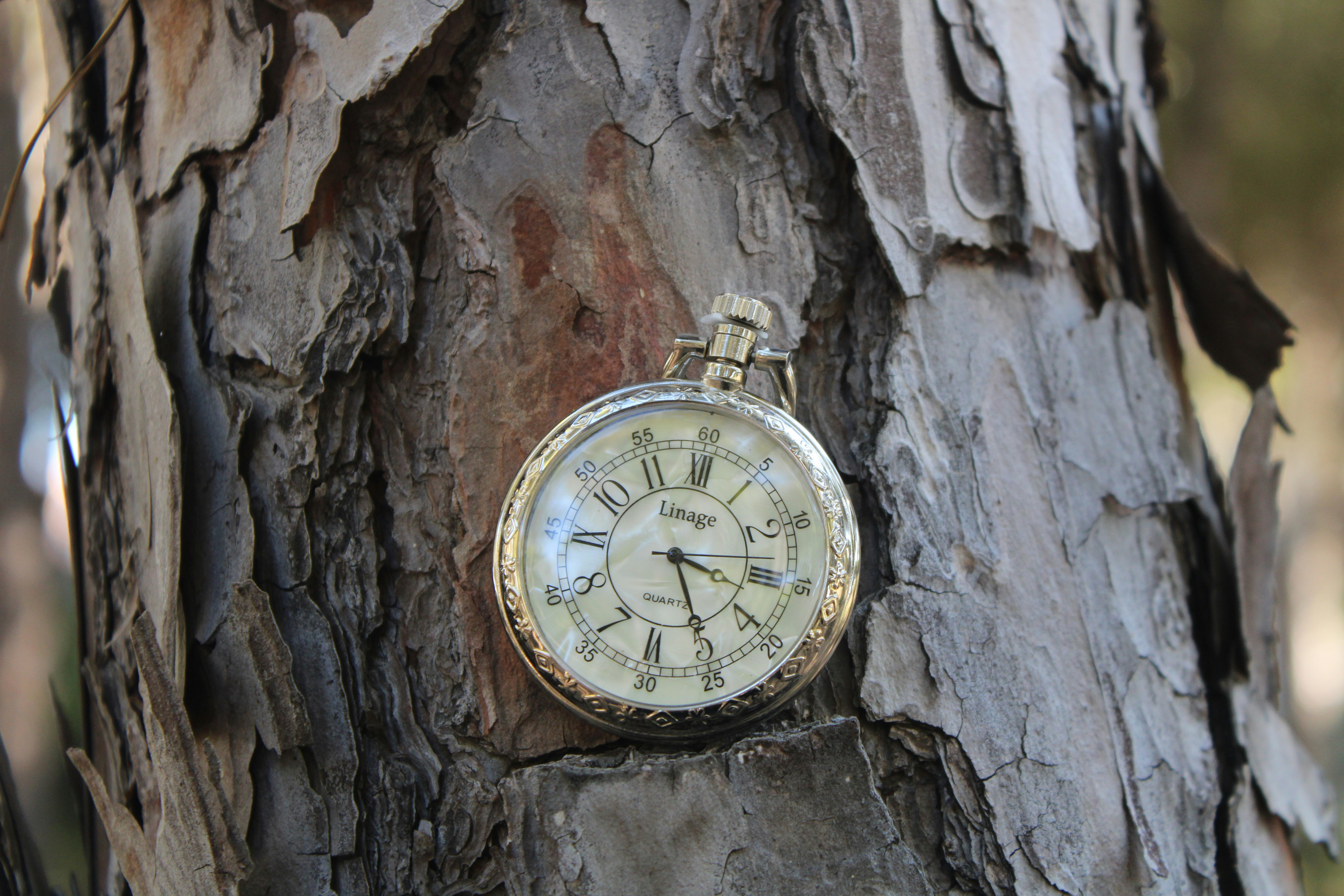 Time Held by Timber: A Vintage Pocket Watch Claimed by Bark