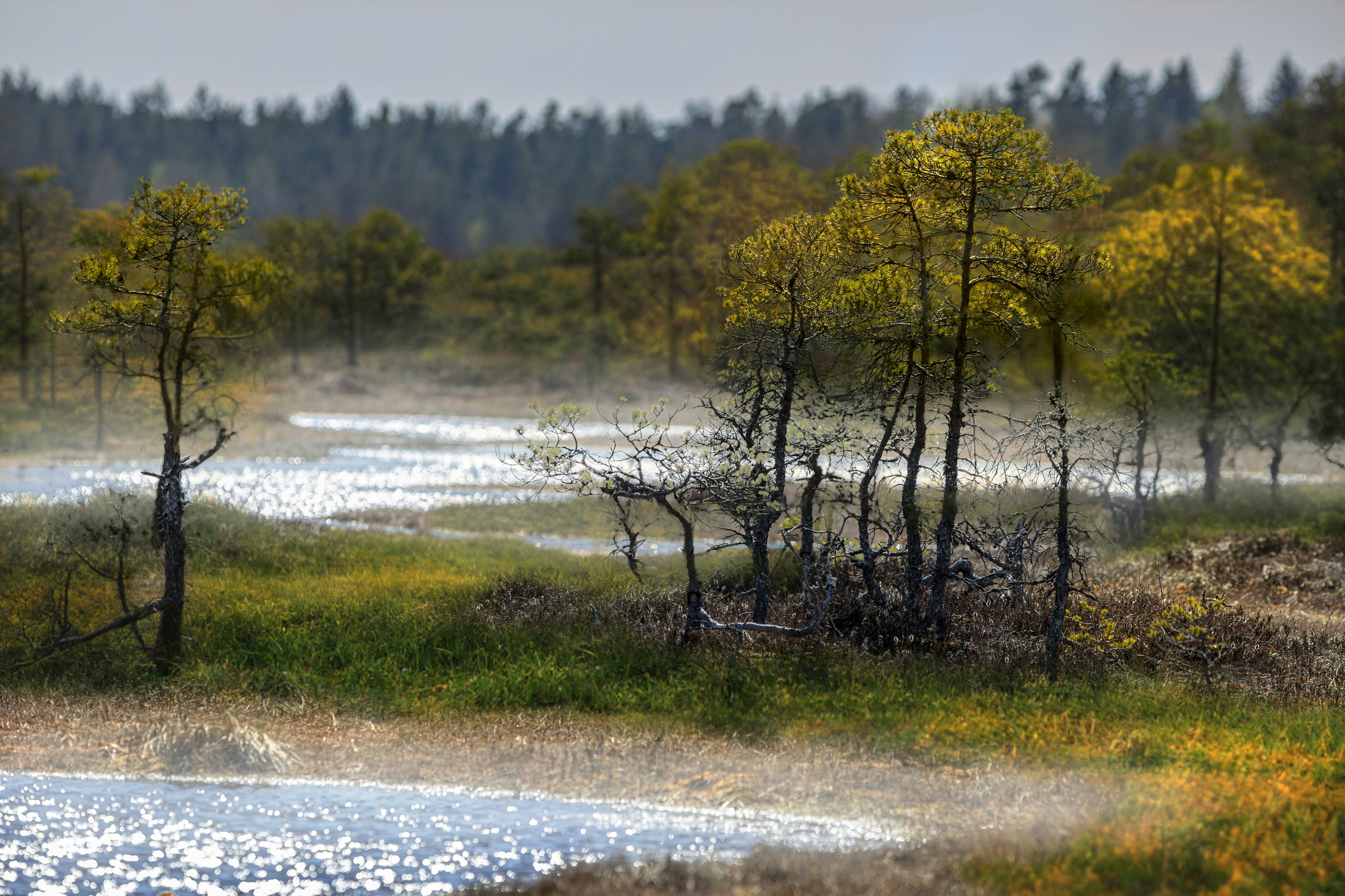 A swampy area with trees and a body of water photo – Free Kakerdaja ...