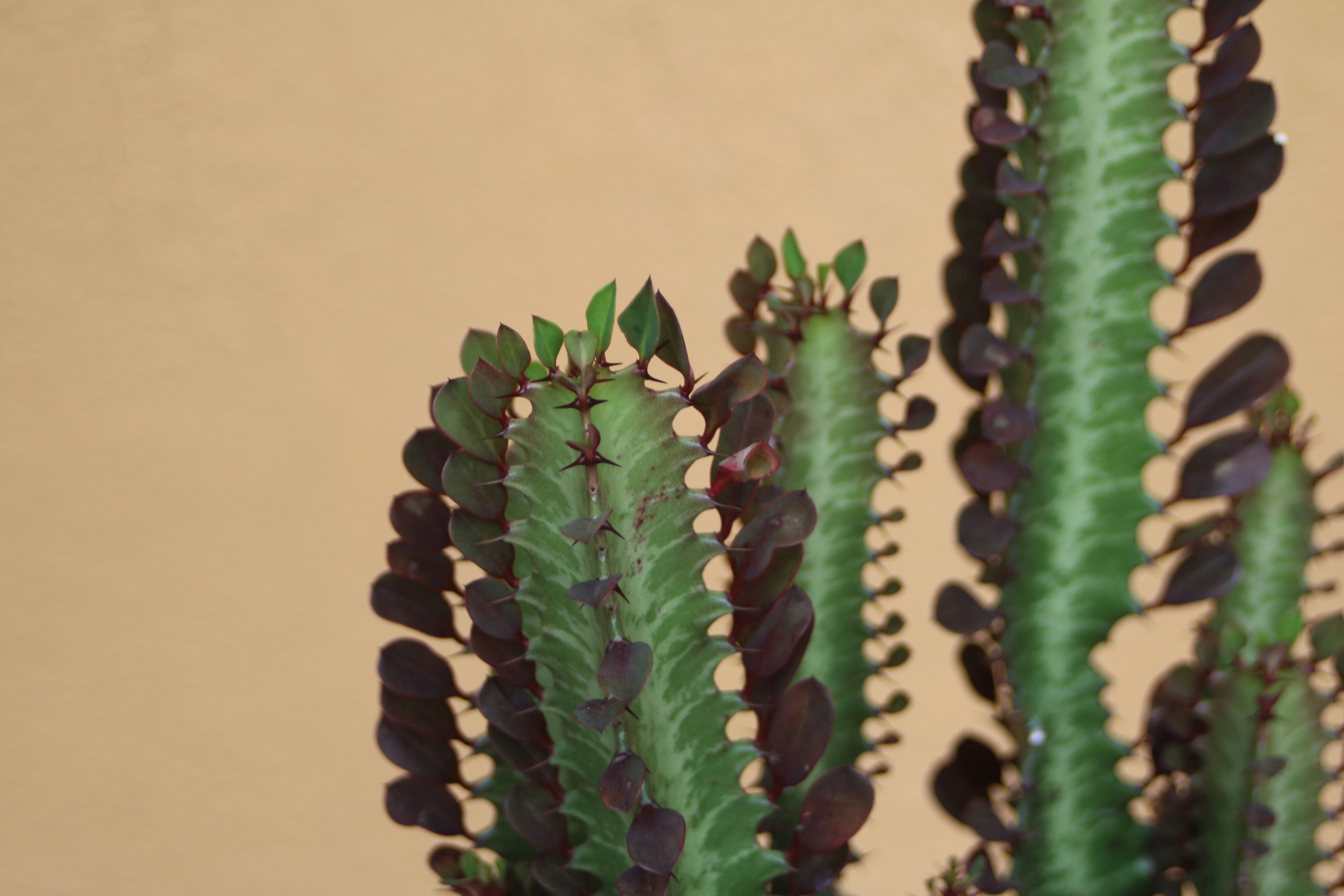 Velvet-Edged Verdure: Close-Up of Green Succulent Spires with Purple Leaflets