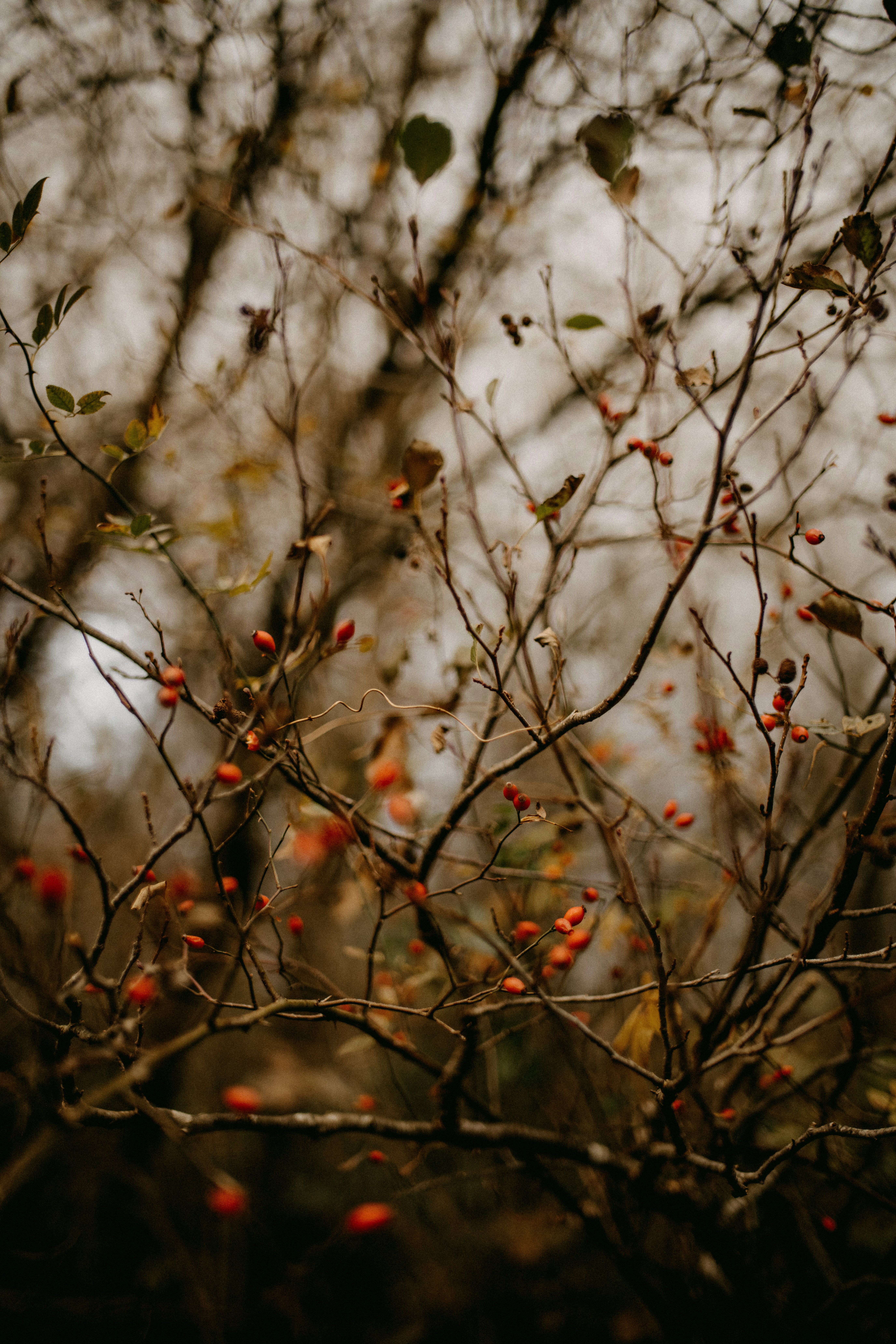 Un bouquet de petits fruits rouges sur un arbre photo – Photo Plante ...