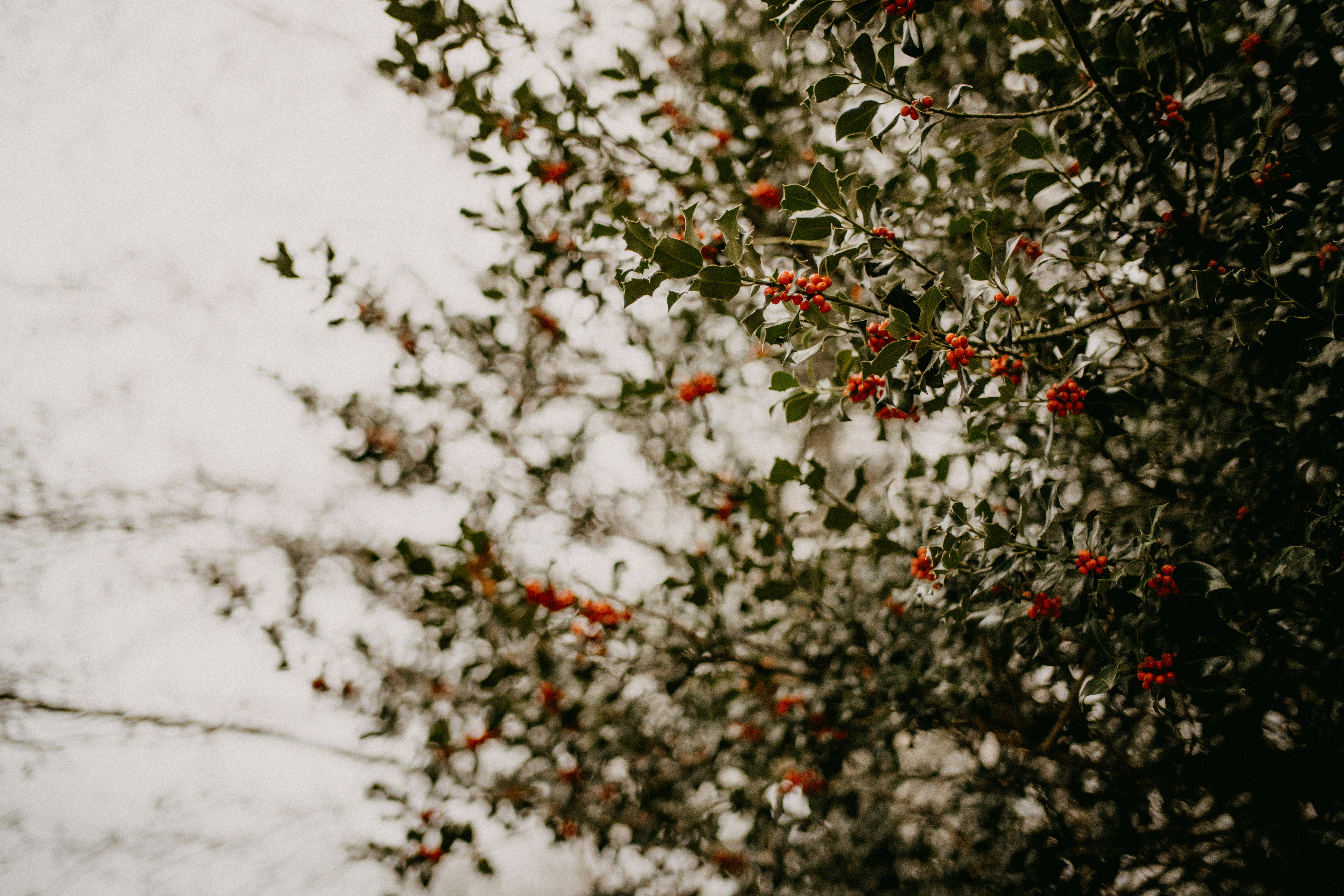 Un arbre rempli de beaucoup de fruits rouges photo – Photo Plante ...