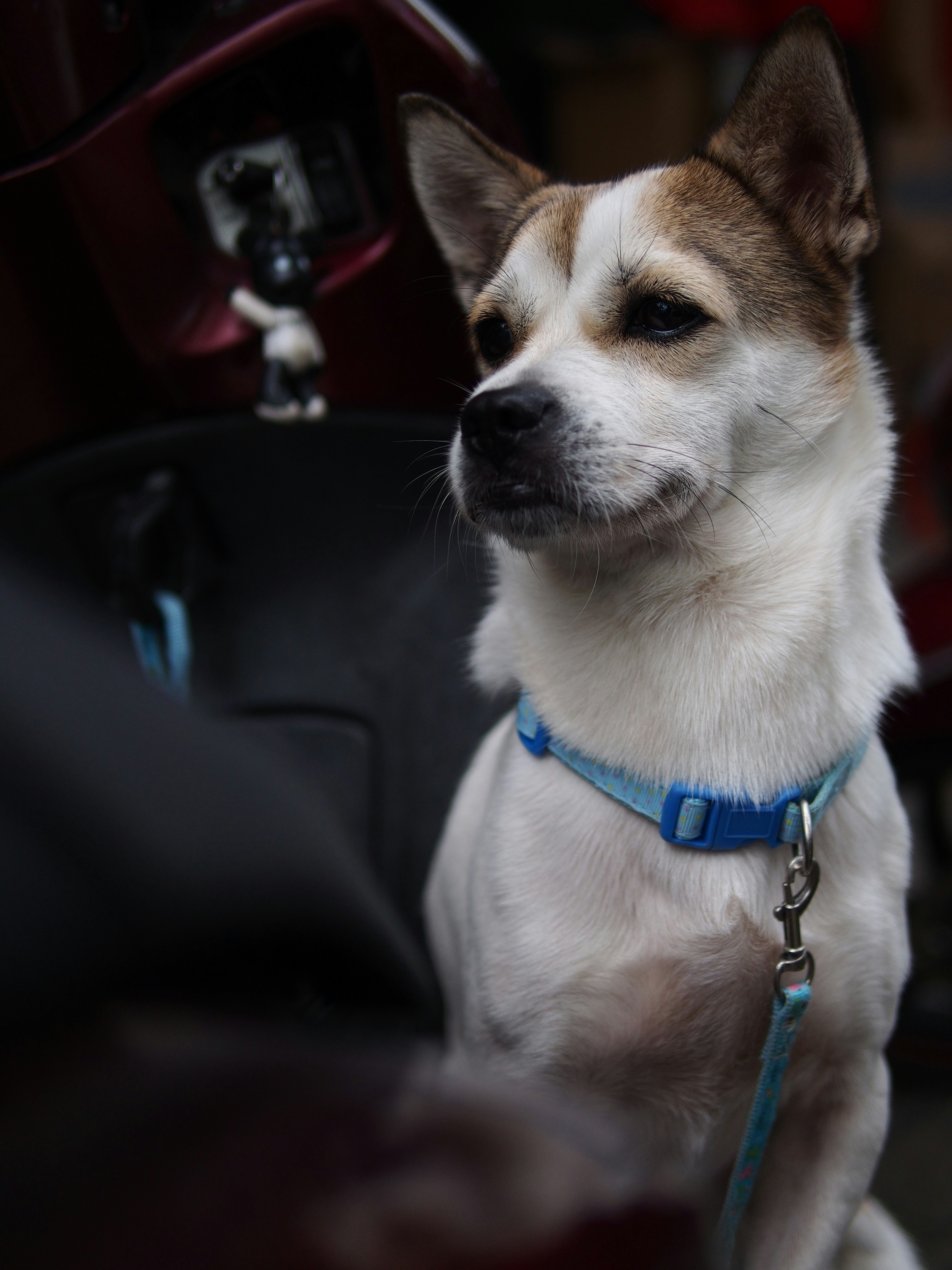 Blue-Collared Watcher: Portrait of a Curious Pup