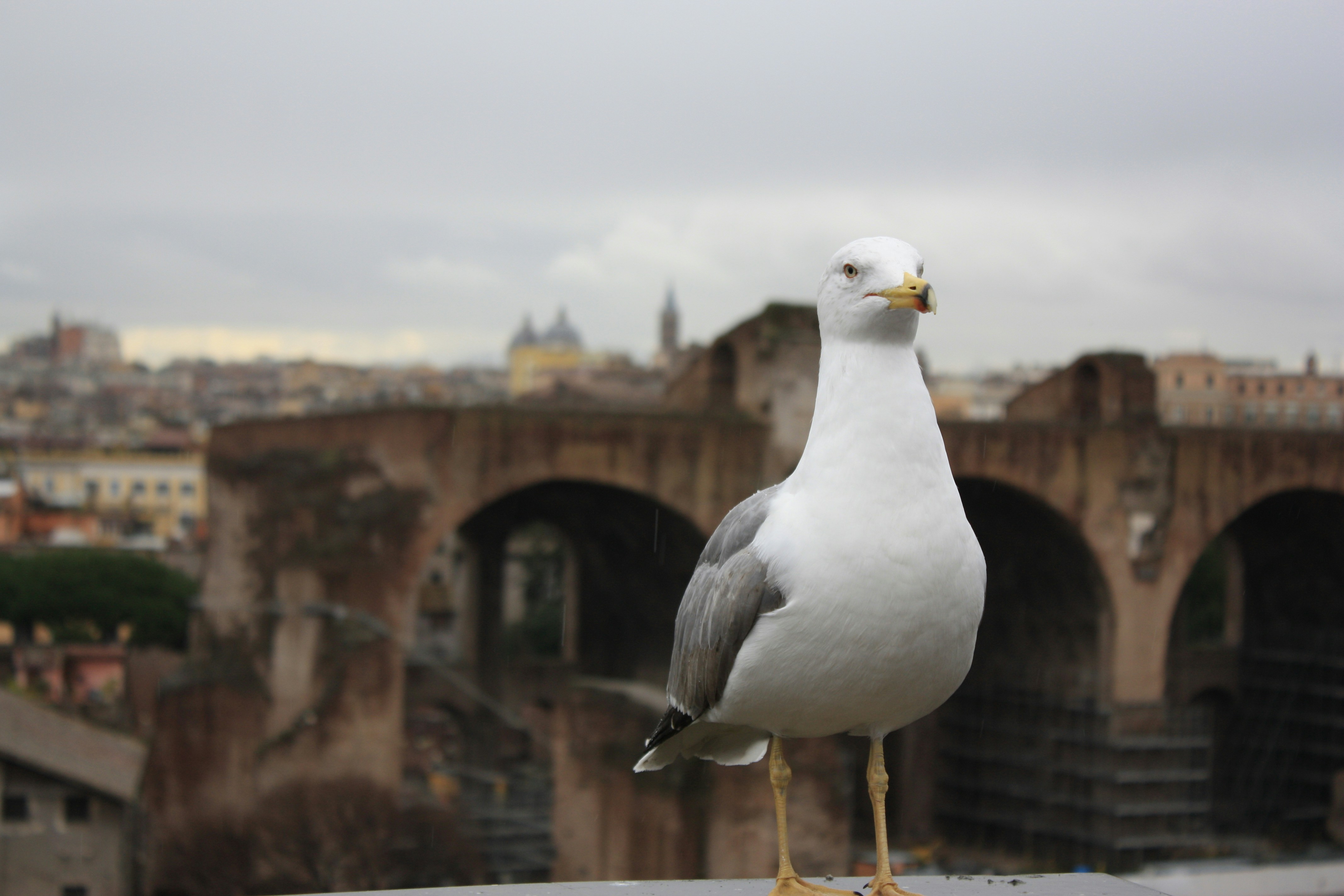 Seagull on a Rail Over Rome's Ancient Arches