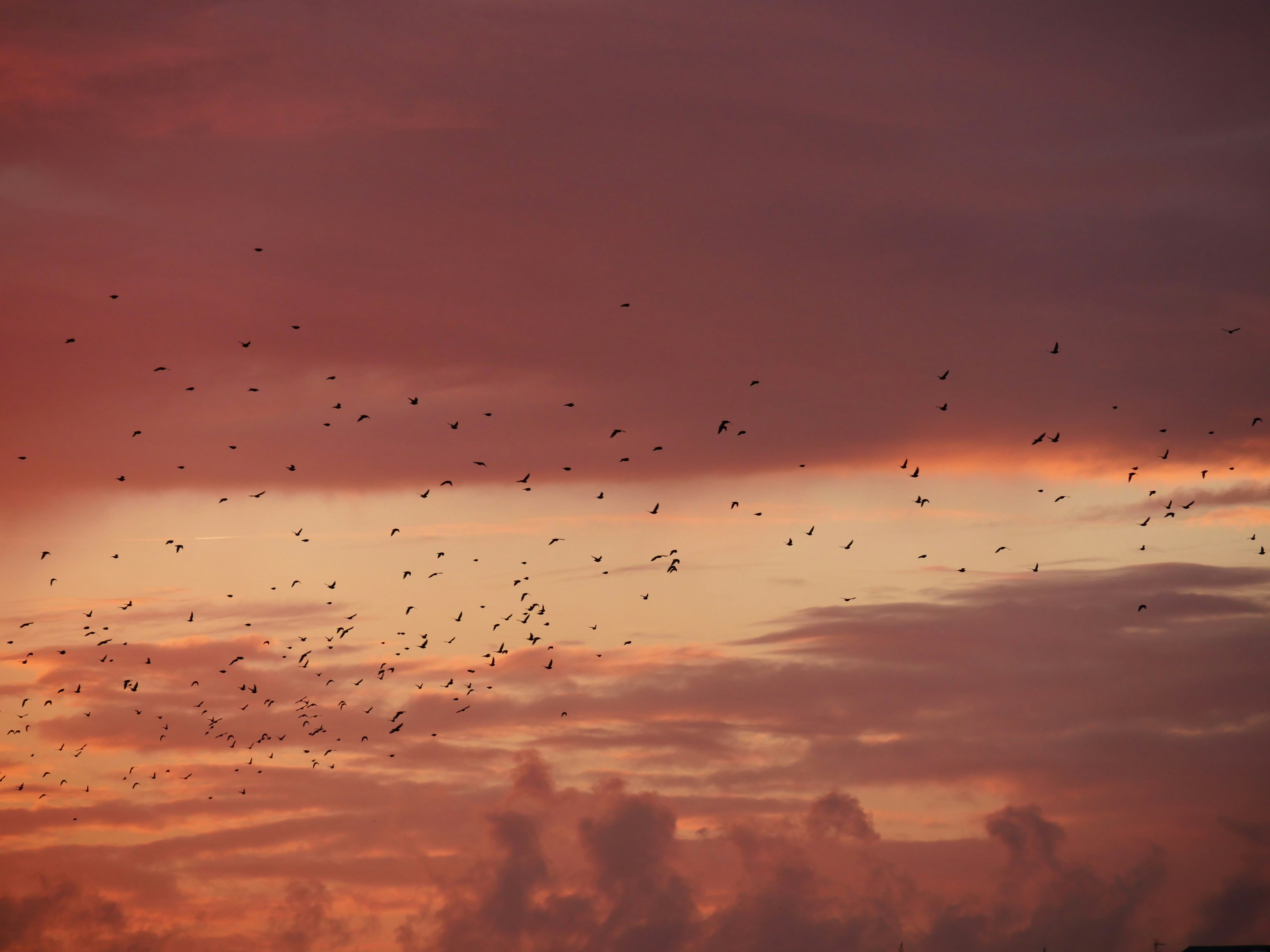 A photograph of a flock of birds silhouetted across a crimson sunset sky. The scene emphasizes motion and the warm layered tones of dusk.