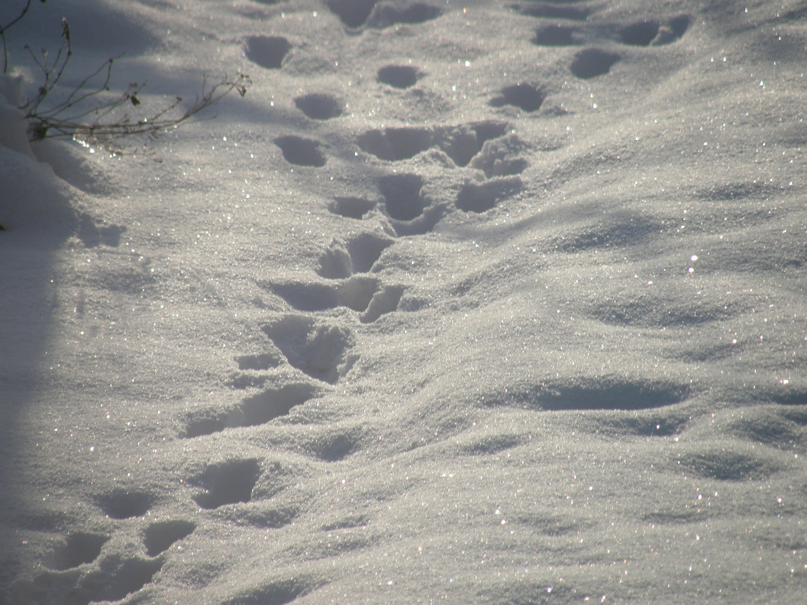 Whispers of Winter's Path