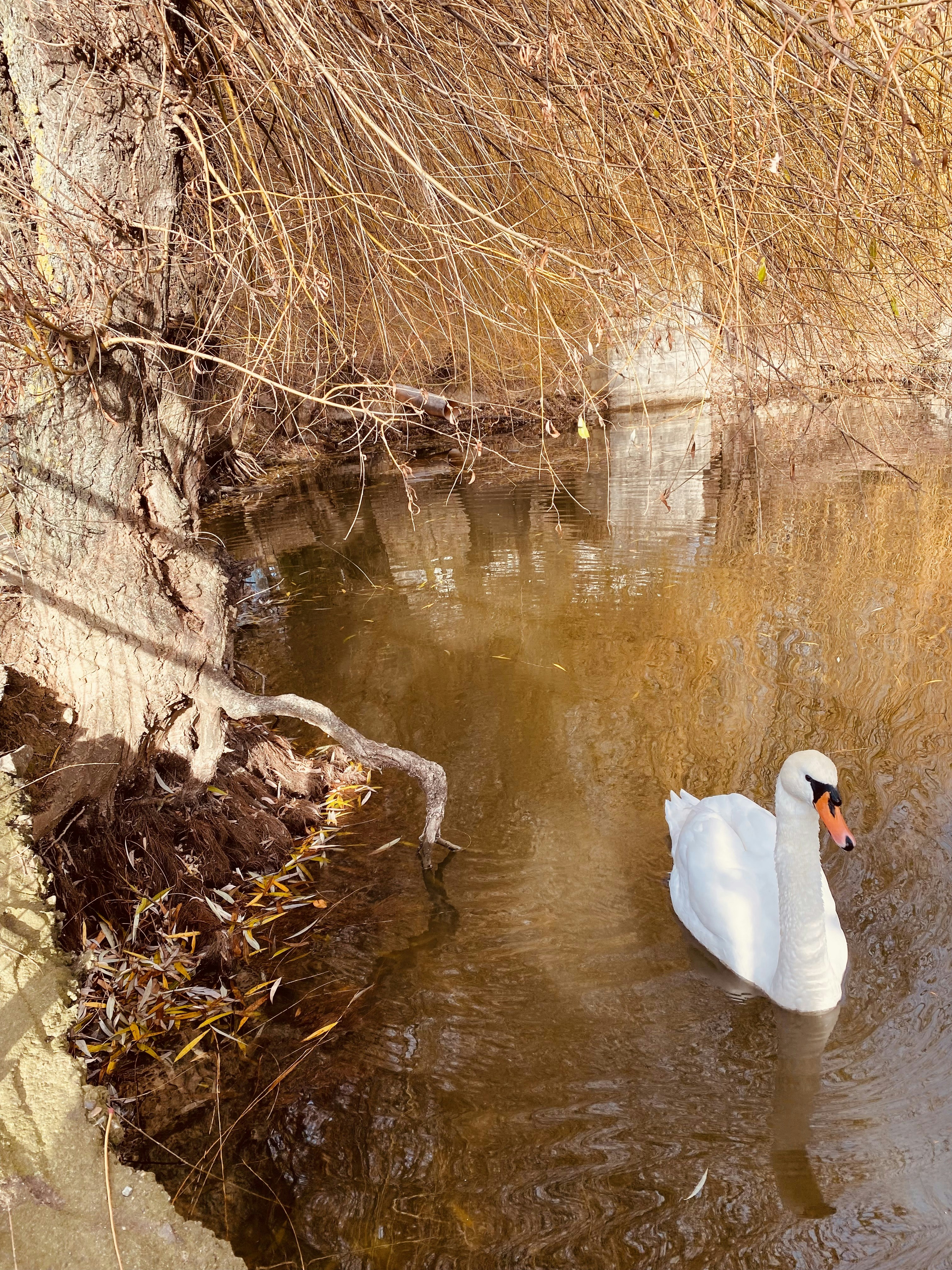 Graceful Swan in a Golden Riverside Border