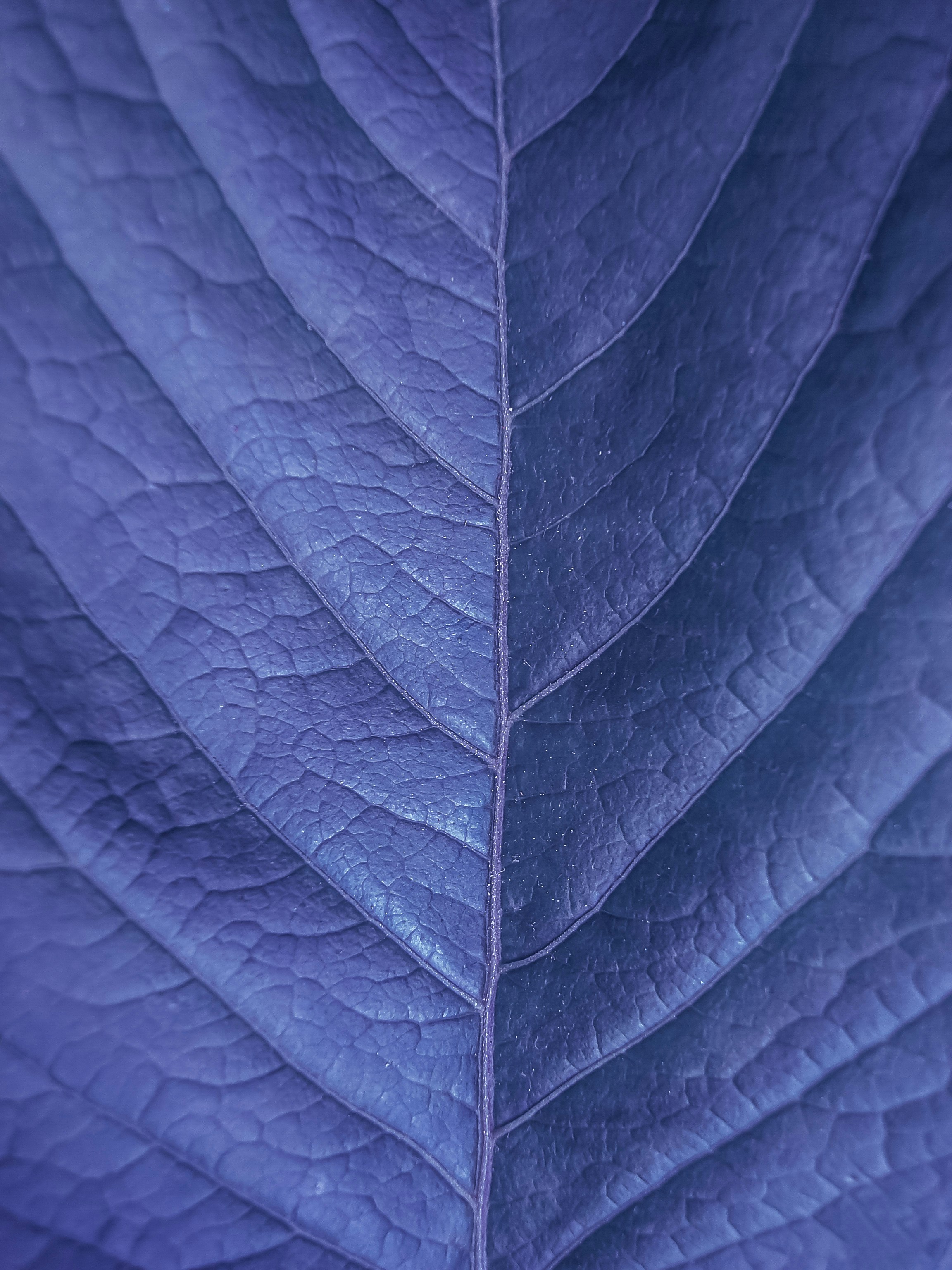 Close-up of a textured leaf showcasing intricate vein patterns and a rich blue hue.