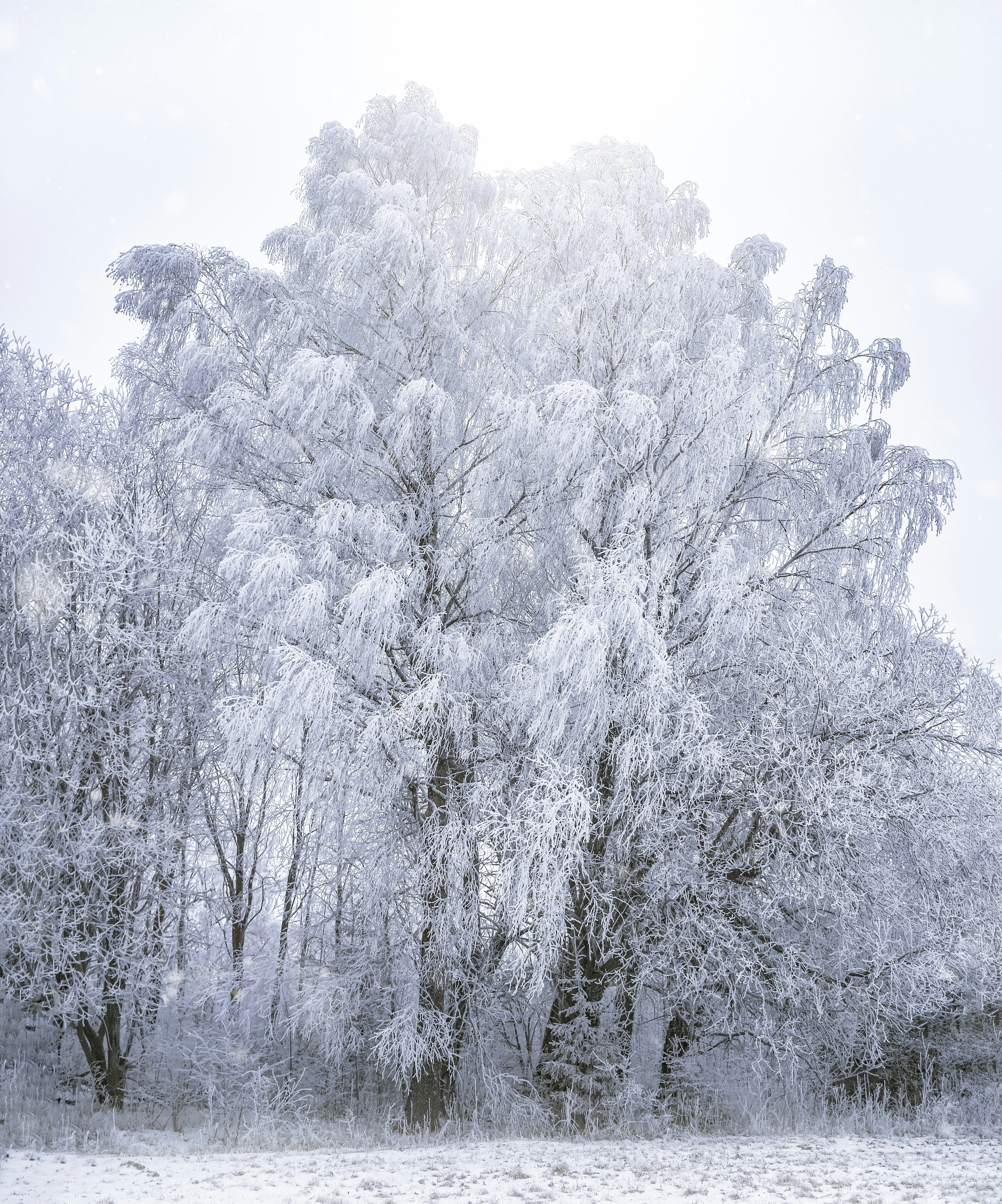 Snow-laden tree stands majestically against a backdrop of a winter forest under soft sunlight.