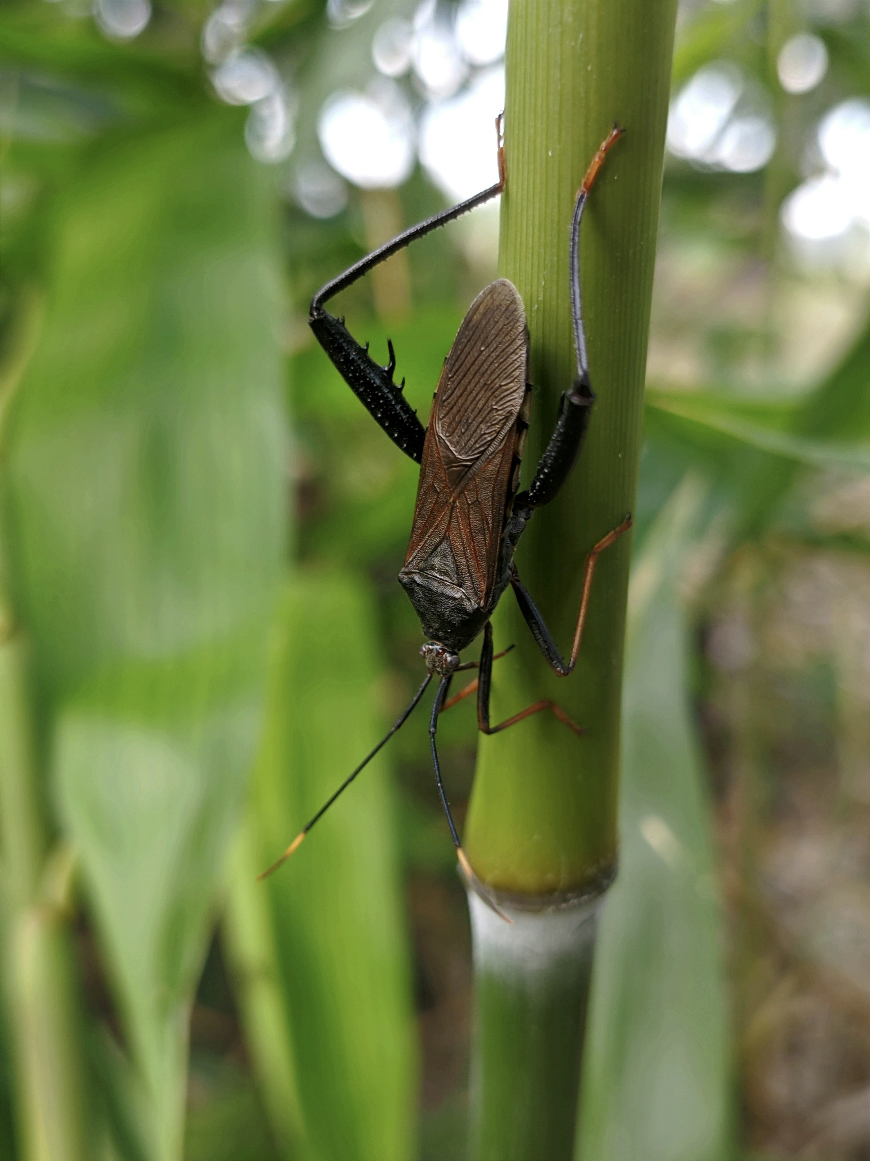 Gros plan d’un insecte sur une plante photo – Photo Inde Gratuite sur ...