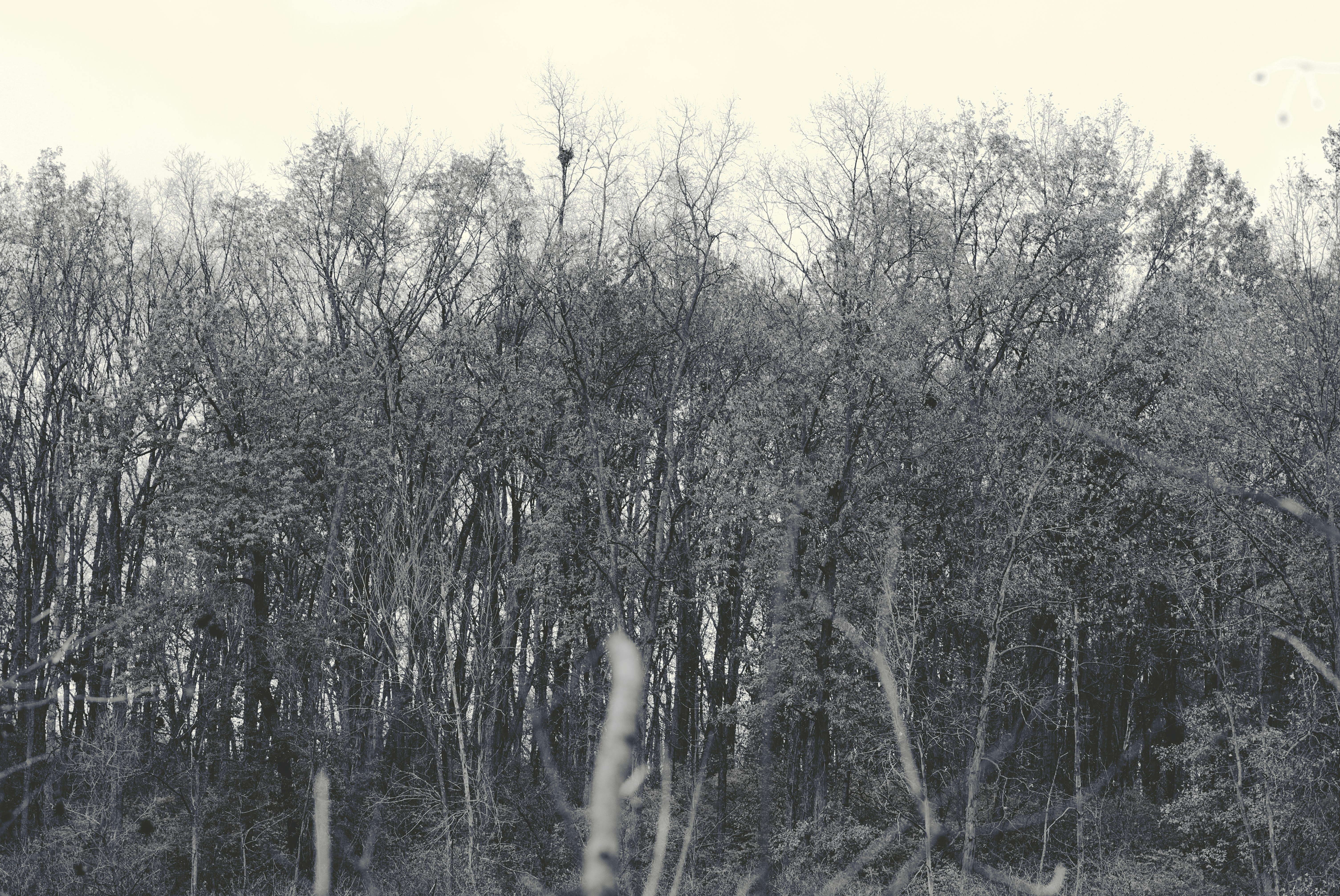 A monochromatic depiction of a dense forest, showcasing the intricate details of bare trees against a cloudy sky.