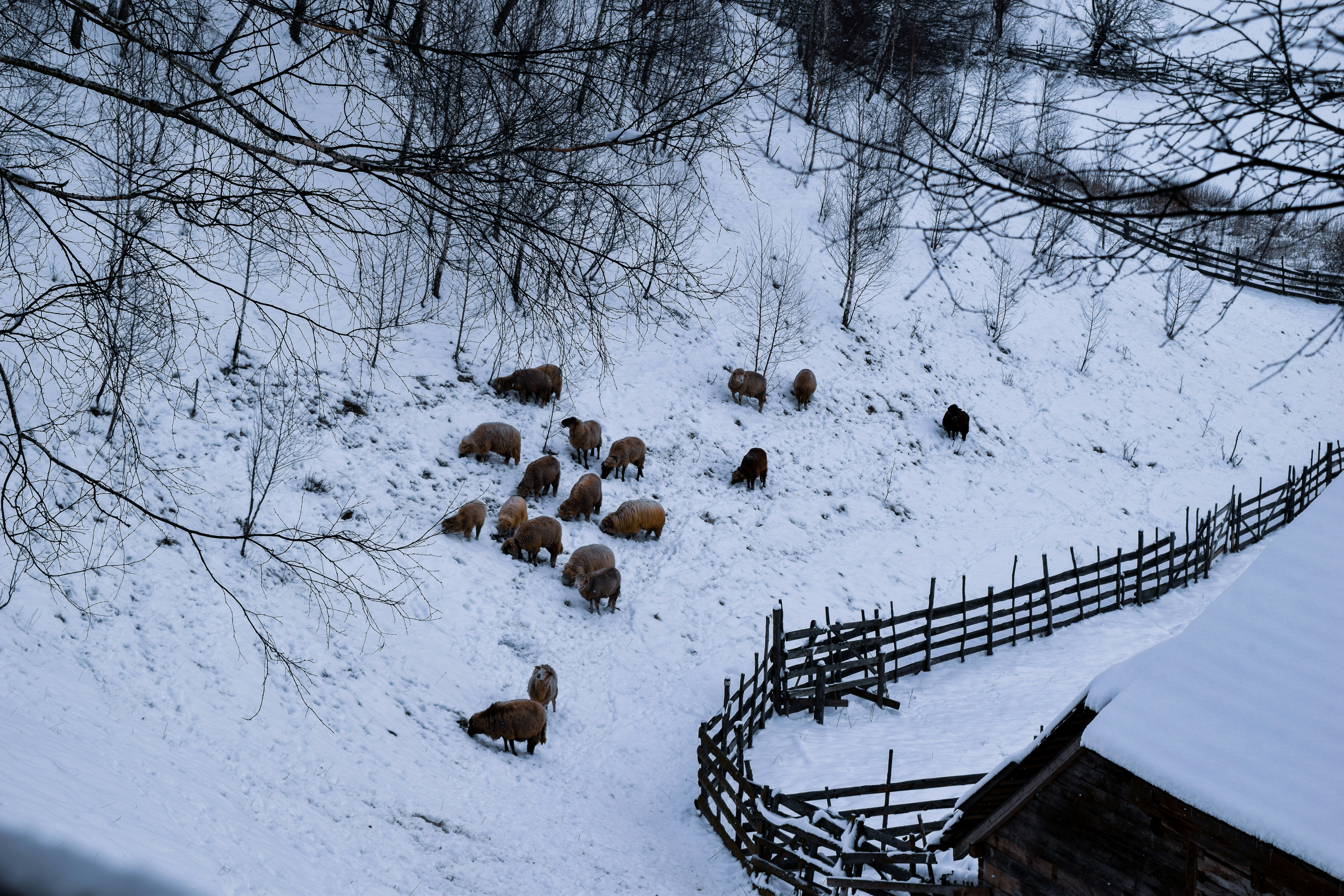 a herd of sheep standing on top of a snow covered hillside