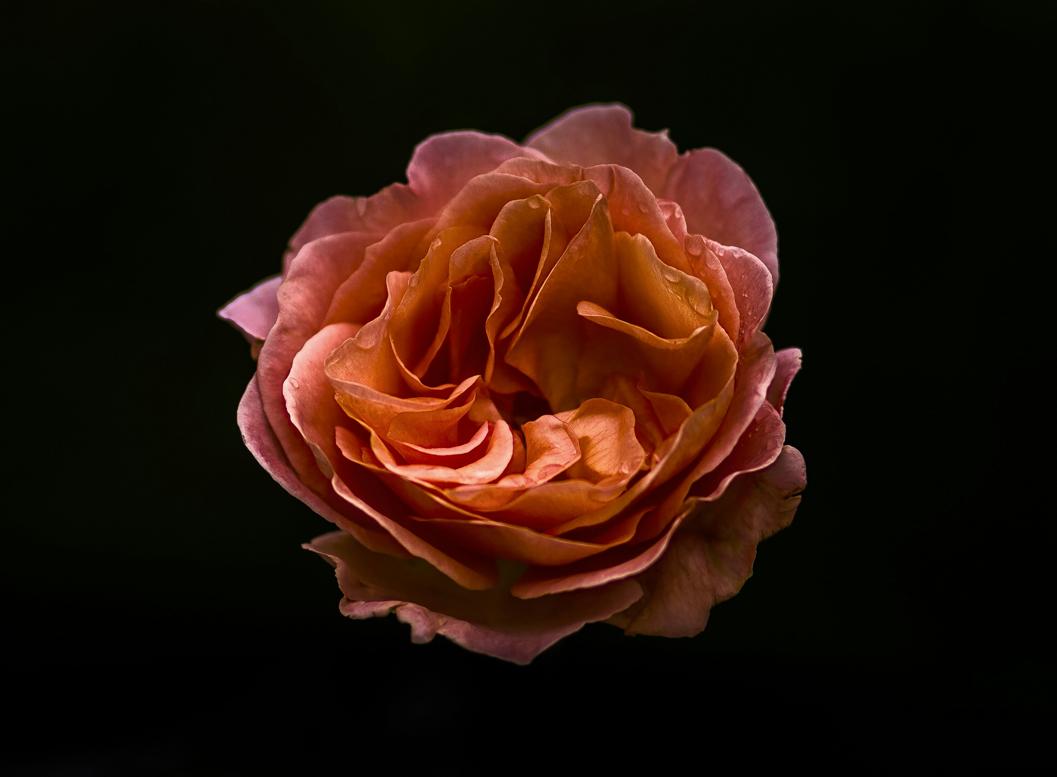 Vibrant orange rose blossom illuminated against a deep black background.