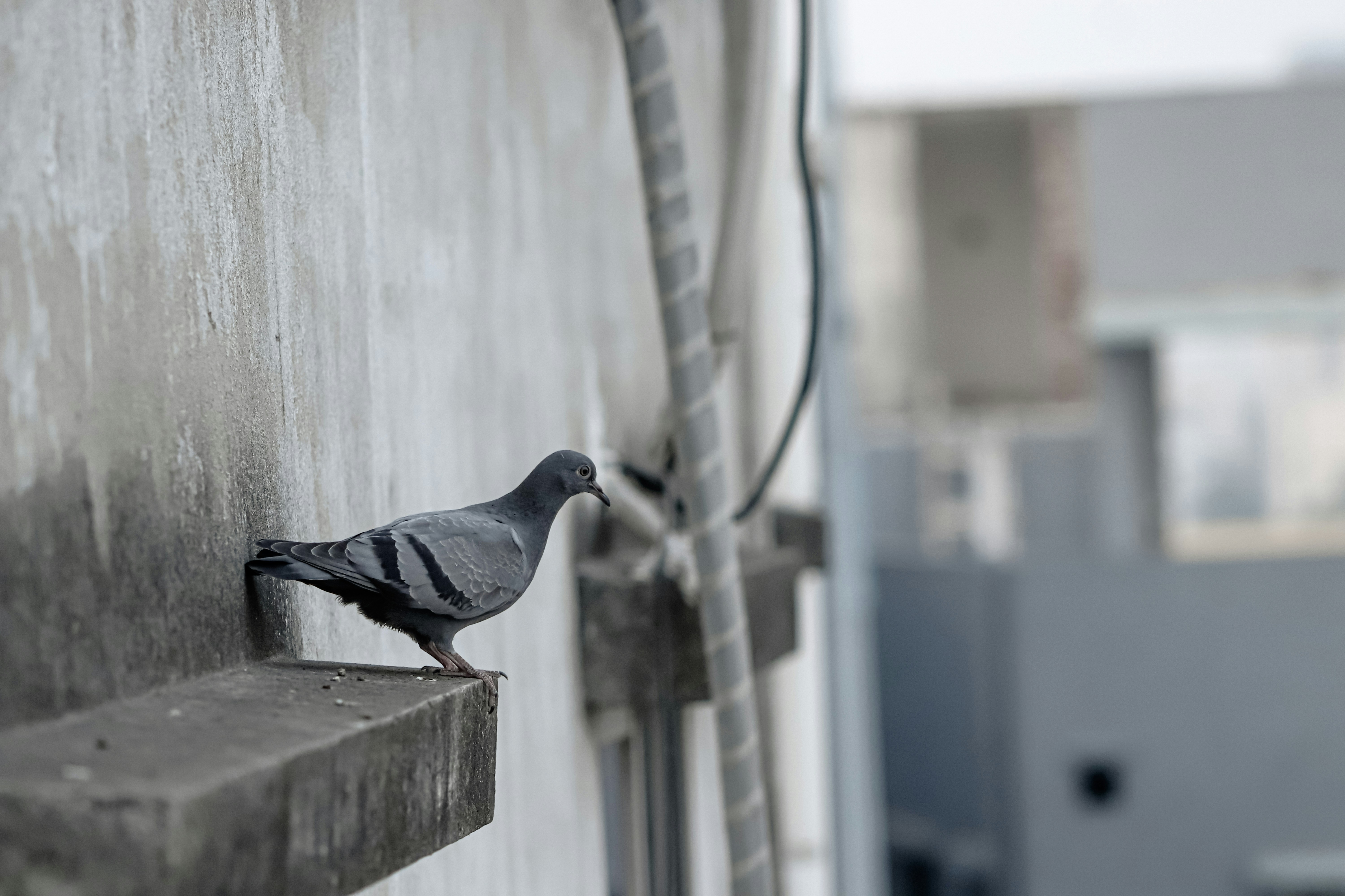 Una paloma sentada en una repisa al lado de un edificio foto – Imagen ...