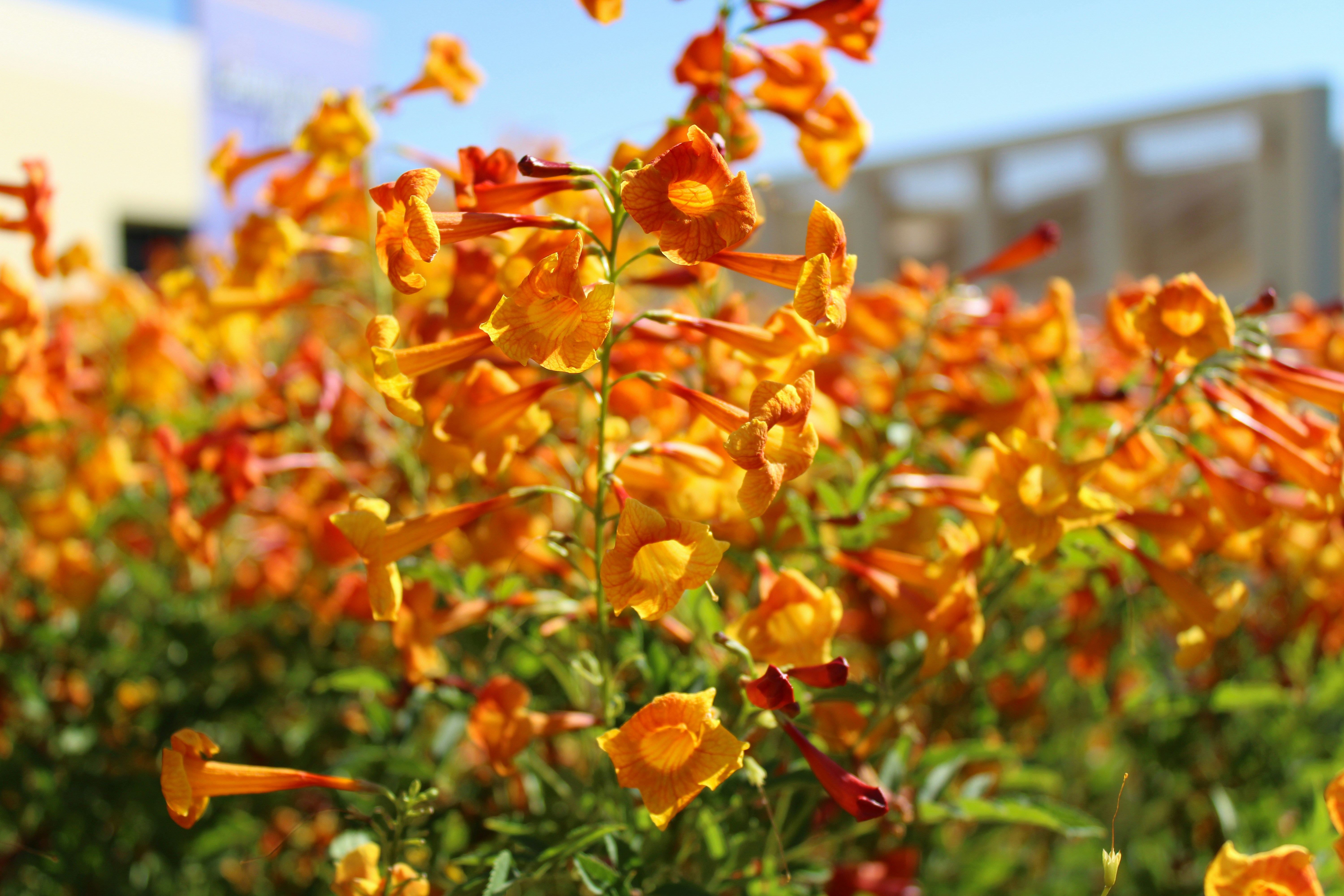 Orange bells in front of the building