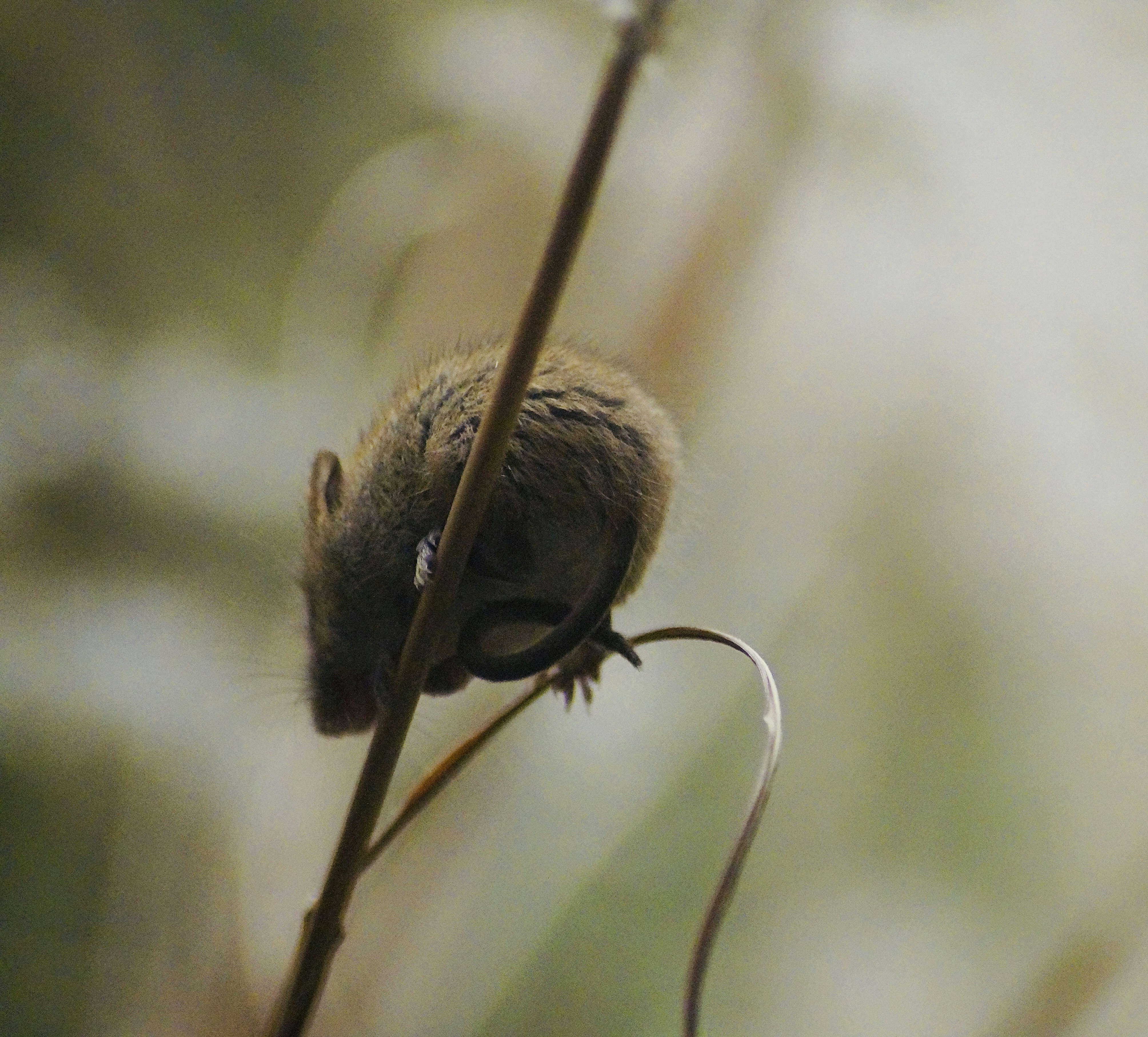 Small rodent perched delicately on a slender stalk, surrounded by soft, blurred foliage. The scene captures a serene moment of wildlife in its natural habitat.