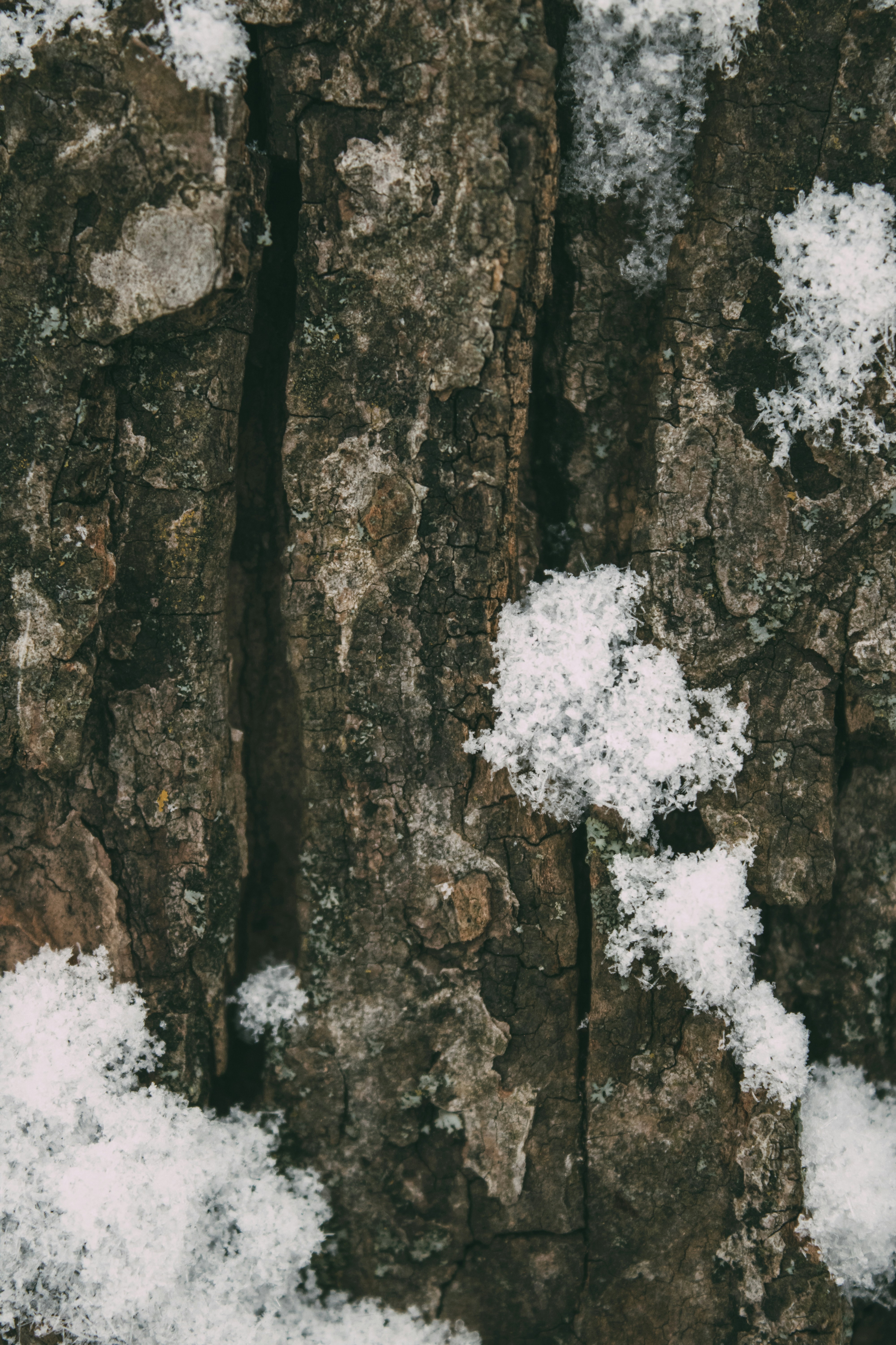 A close up of a tree with snow on it photo – Free Flint Image on Unsplash