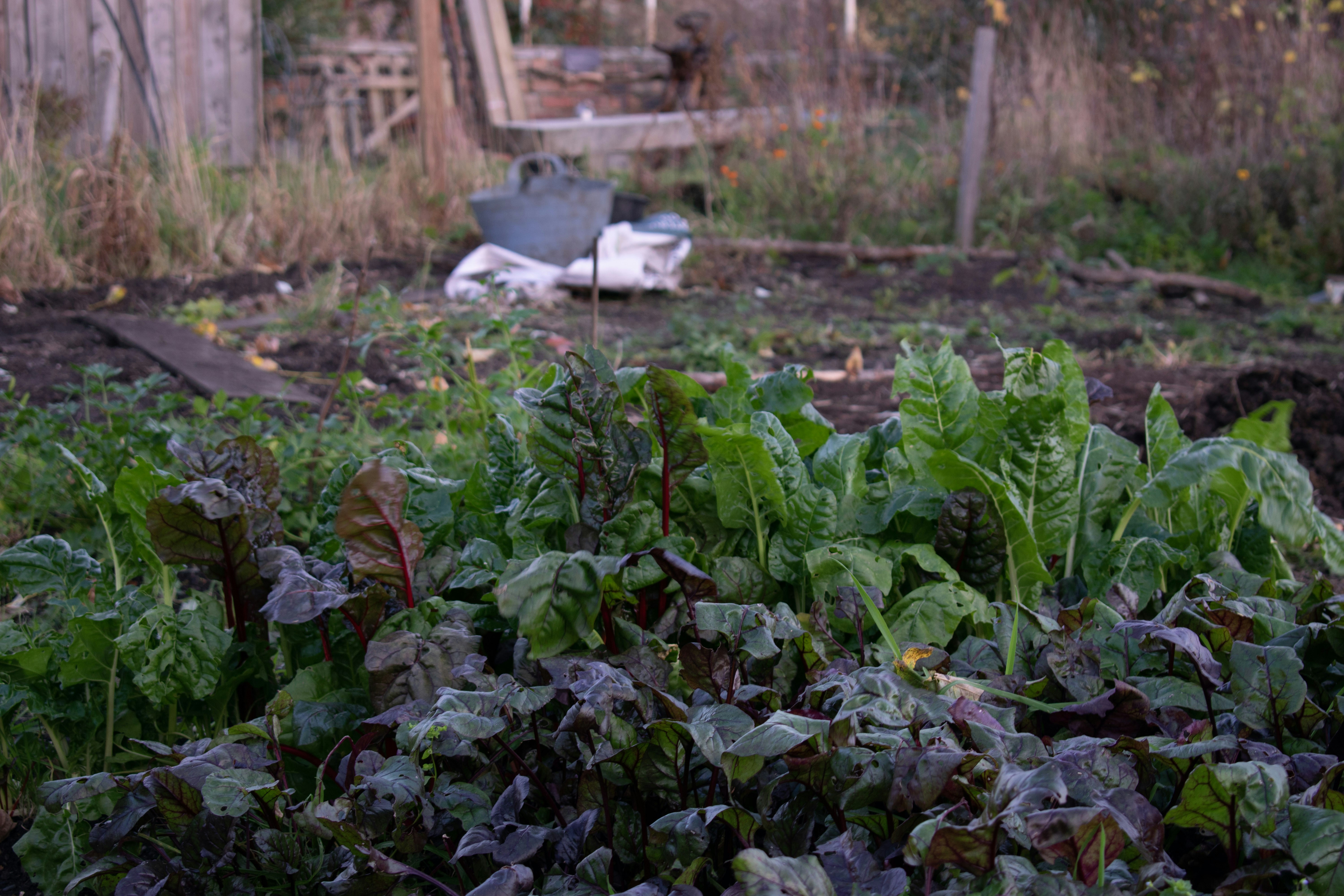 Lush green and purple chard leaves thrive in a garden, with a rustic wheelbarrow and tools in the background, hinting at a productive harvest.