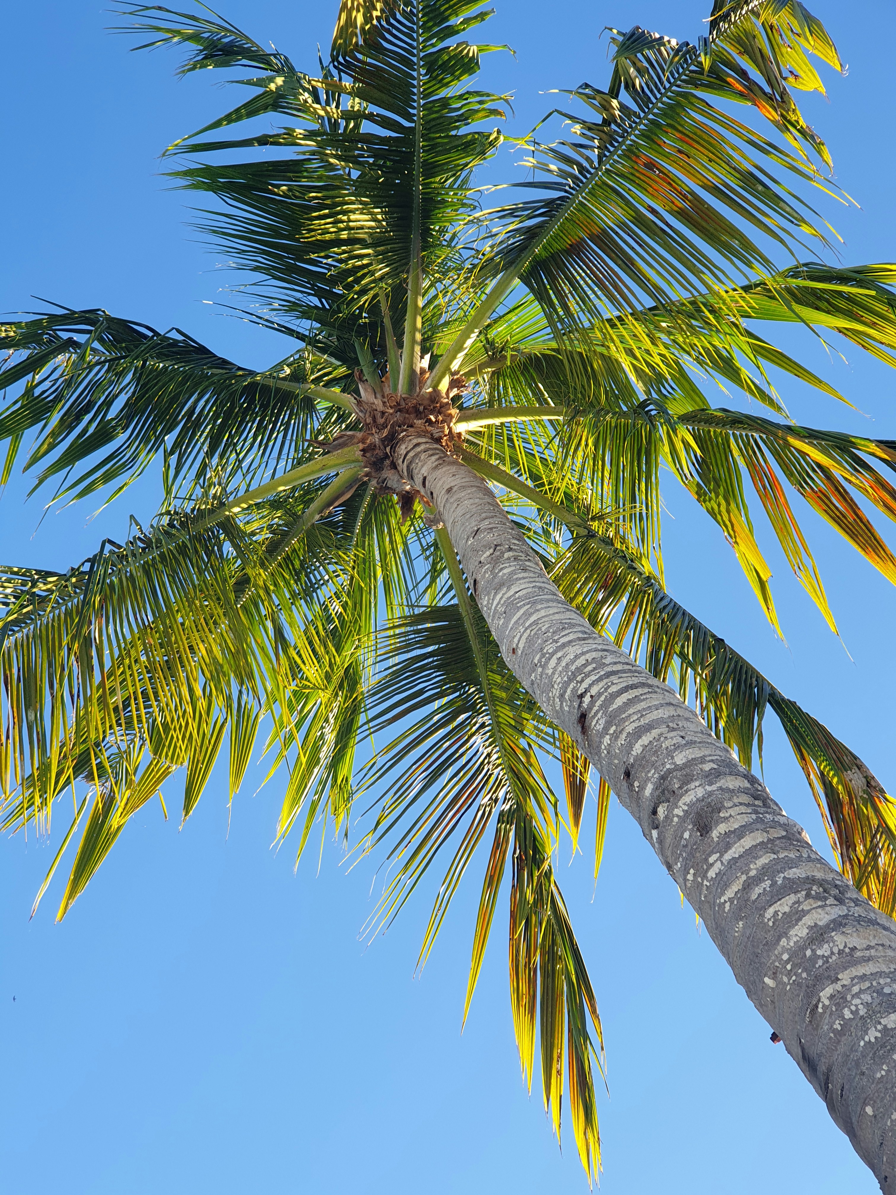 Lush palm tree reaching towards a clear blue sky, showcasing vibrant green fronds and a textured trunk.