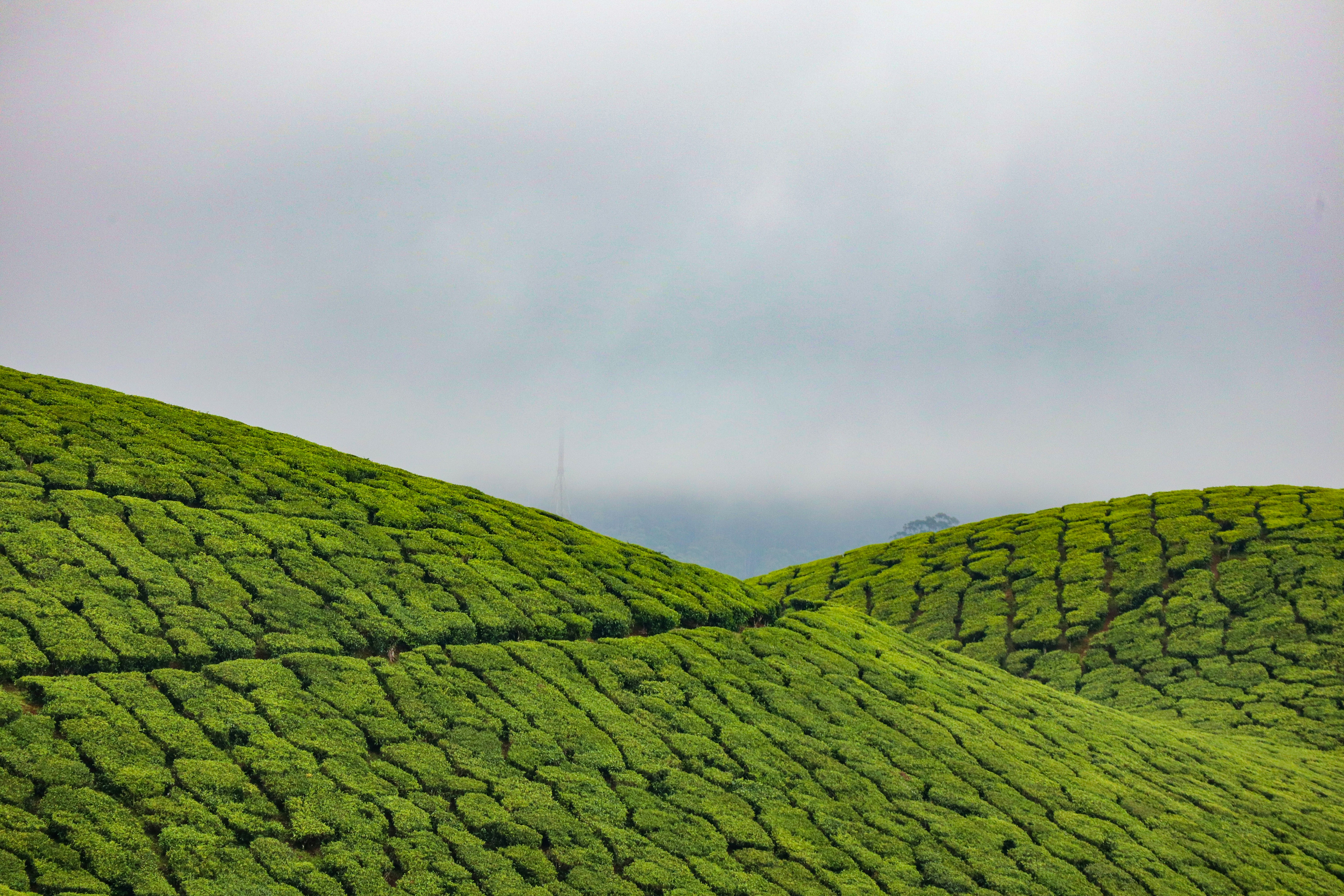 Lush green tea plantations undulate beneath a cloudy sky, presenting a tranquil landscape. The intricate patterns of the tea bushes create a mesmerizing tapestry.