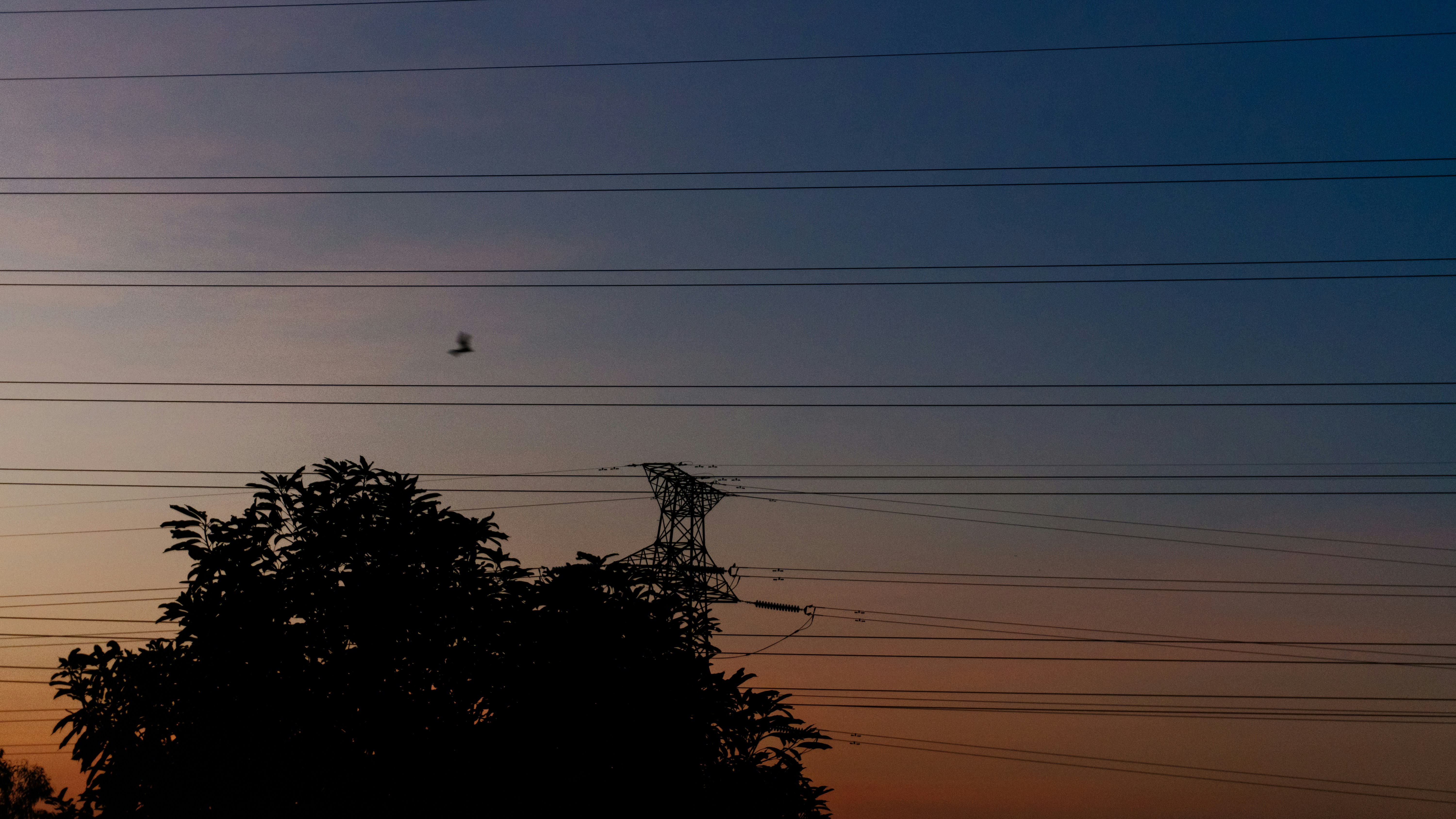 Dusk in the Wiring: A Lone Bird Traverses a Sunset Skyline
