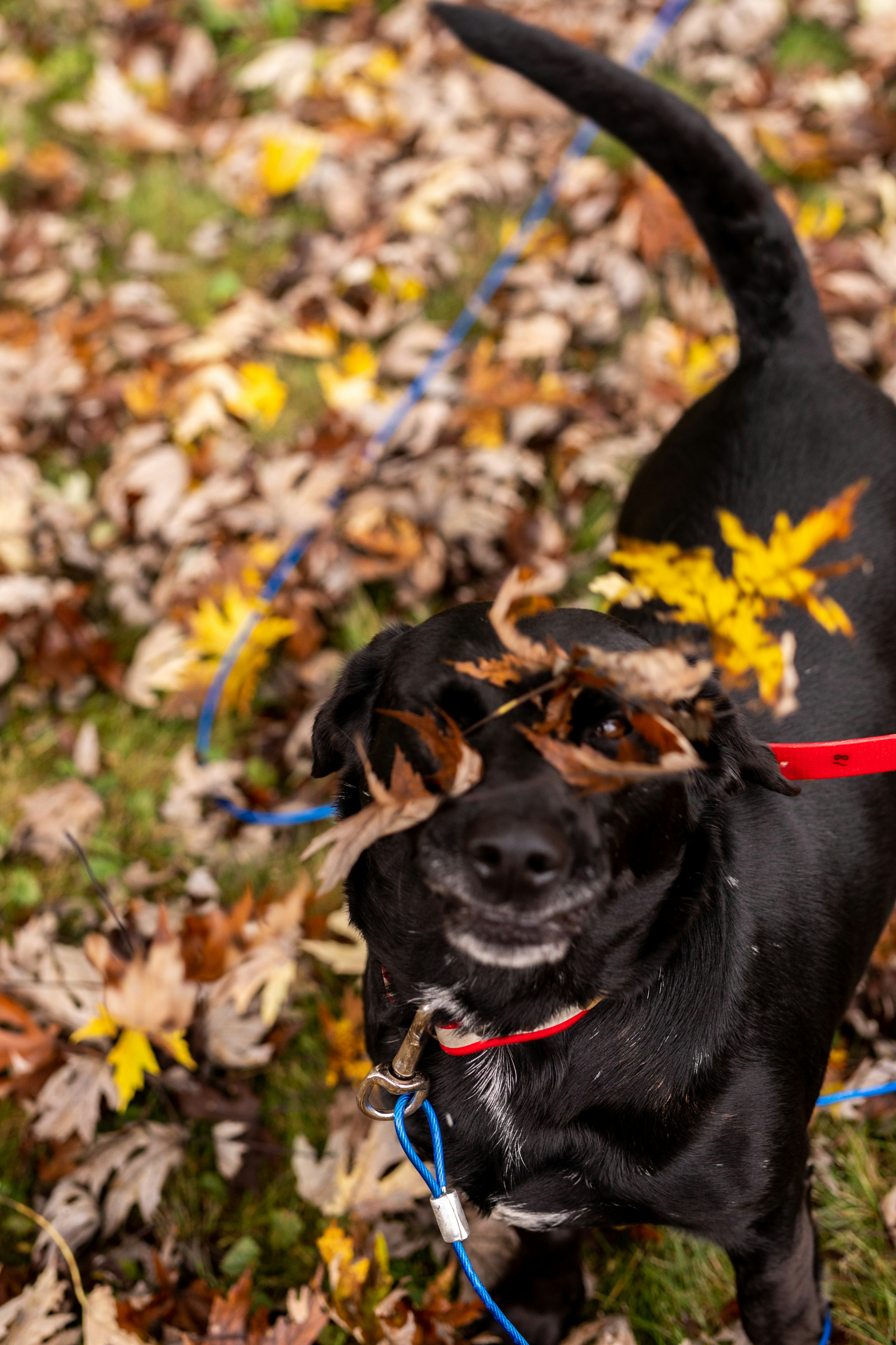 Leafy Spray: A Black Dog Playing Fetch in Autumn Lights