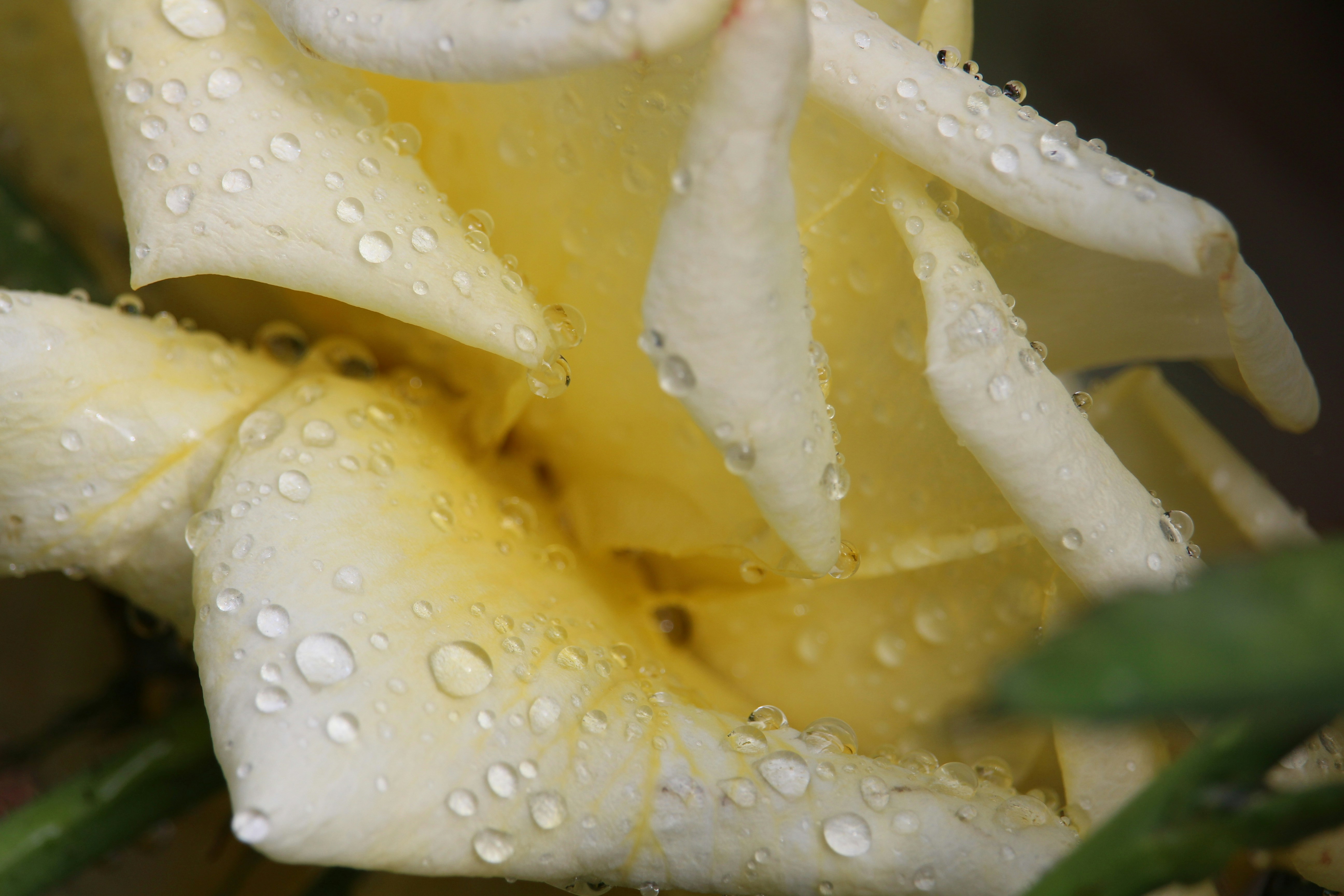 a yellow rose with water droplets on it