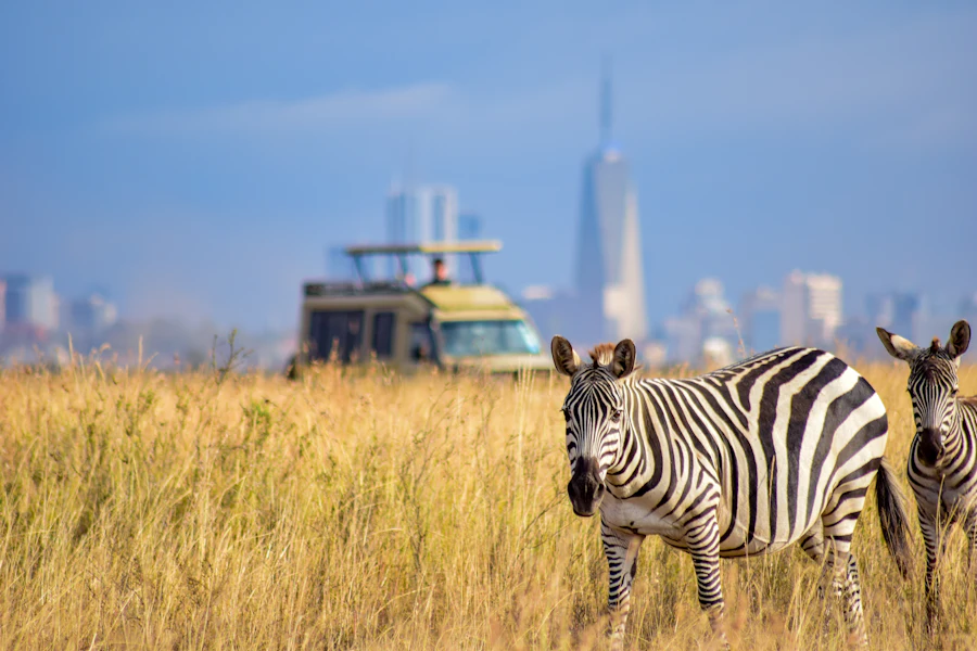 Two zebras stand in tall golden grass, with a safari vehicle and distant city skyline blurred in the background. The main zebra is centered right, facing the camera.
