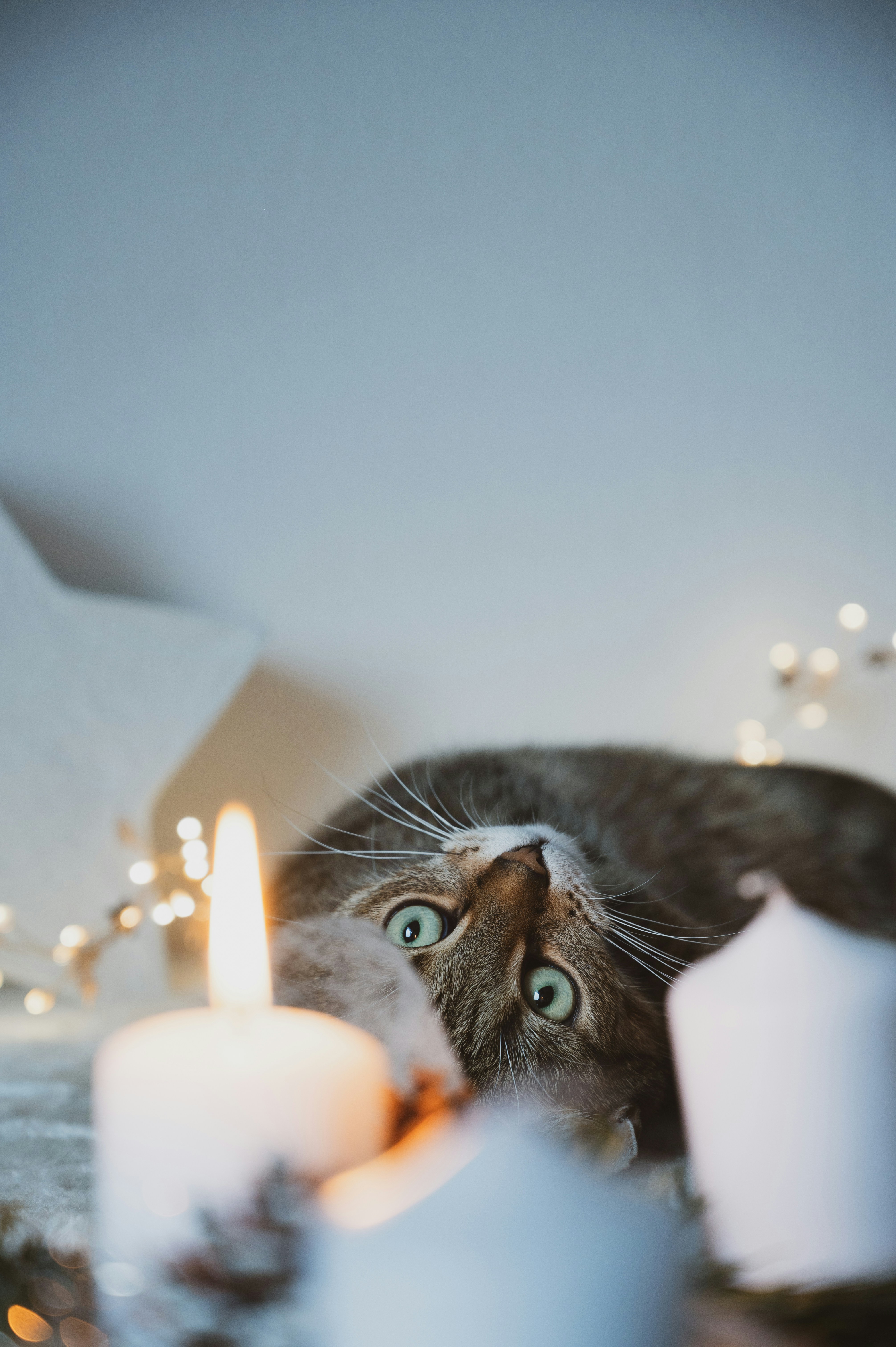 A playful cat lounges among glowing candles and twinkling lights, exuding a cozy ambiance. The soft focus enhances the serene atmosphere.