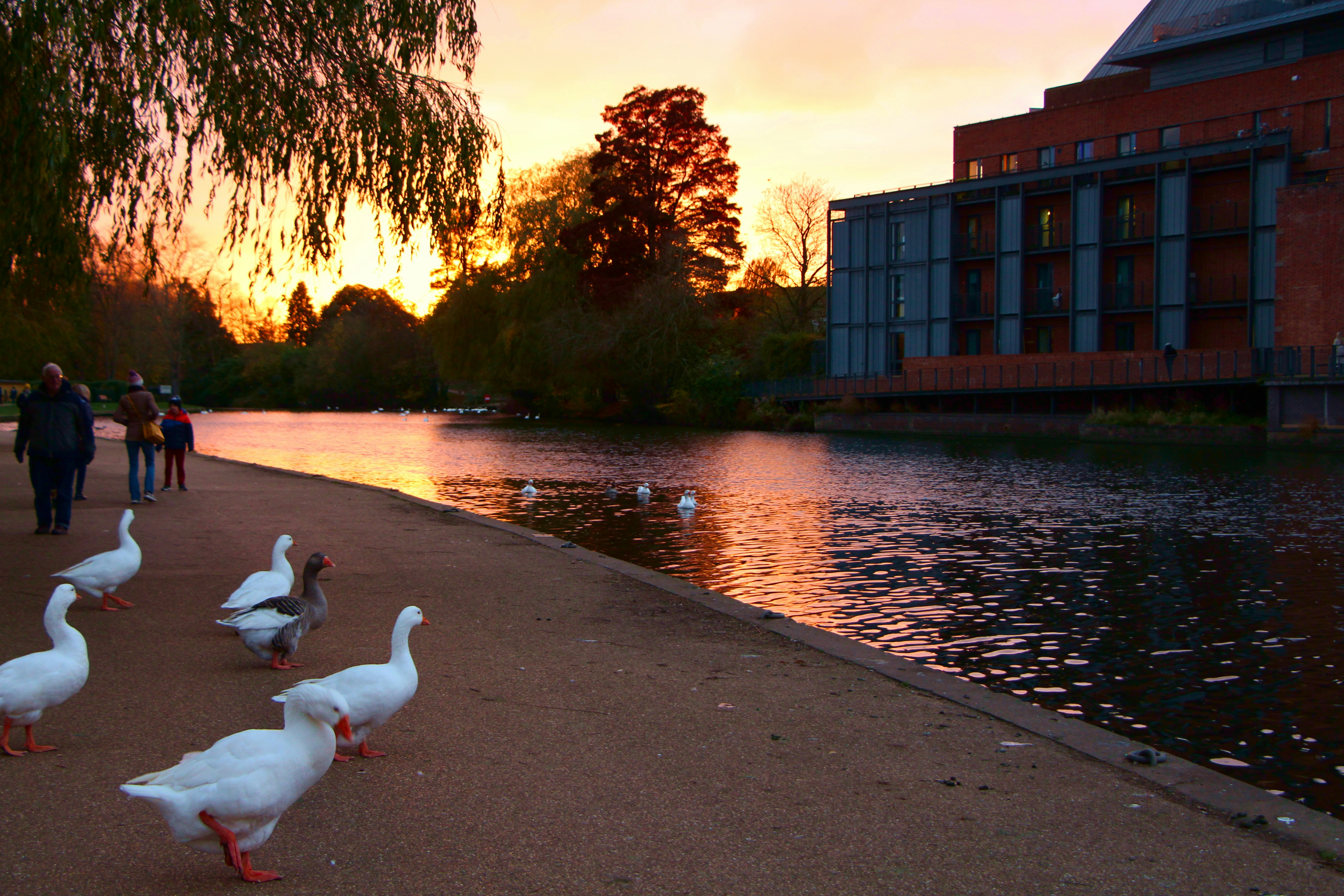 Geese wander along a riverside path at sunset near a modern red-brick building.
