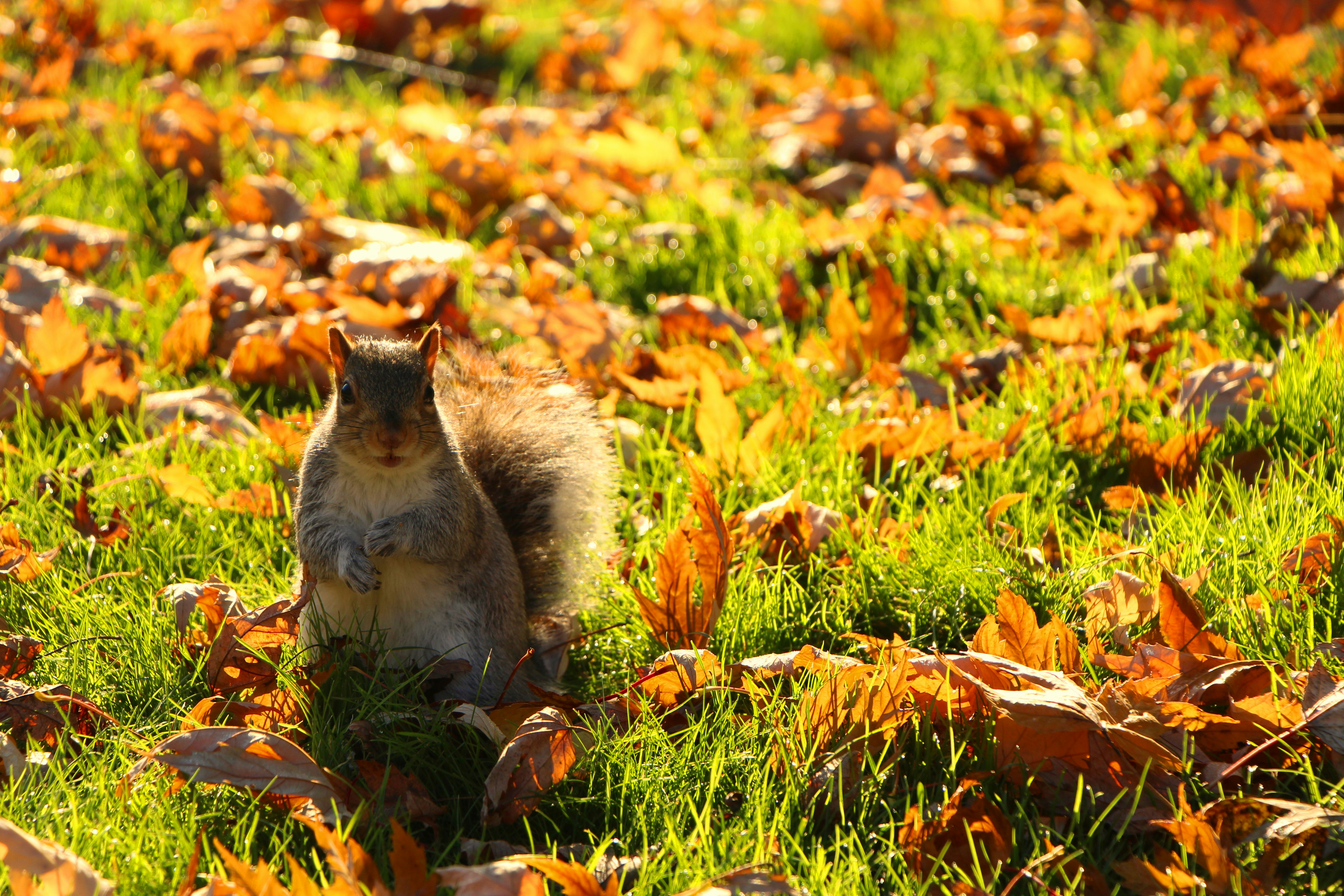Autumn Amber: Squirrel Pauses in a Sunlit Leaf-Litter Clearing
