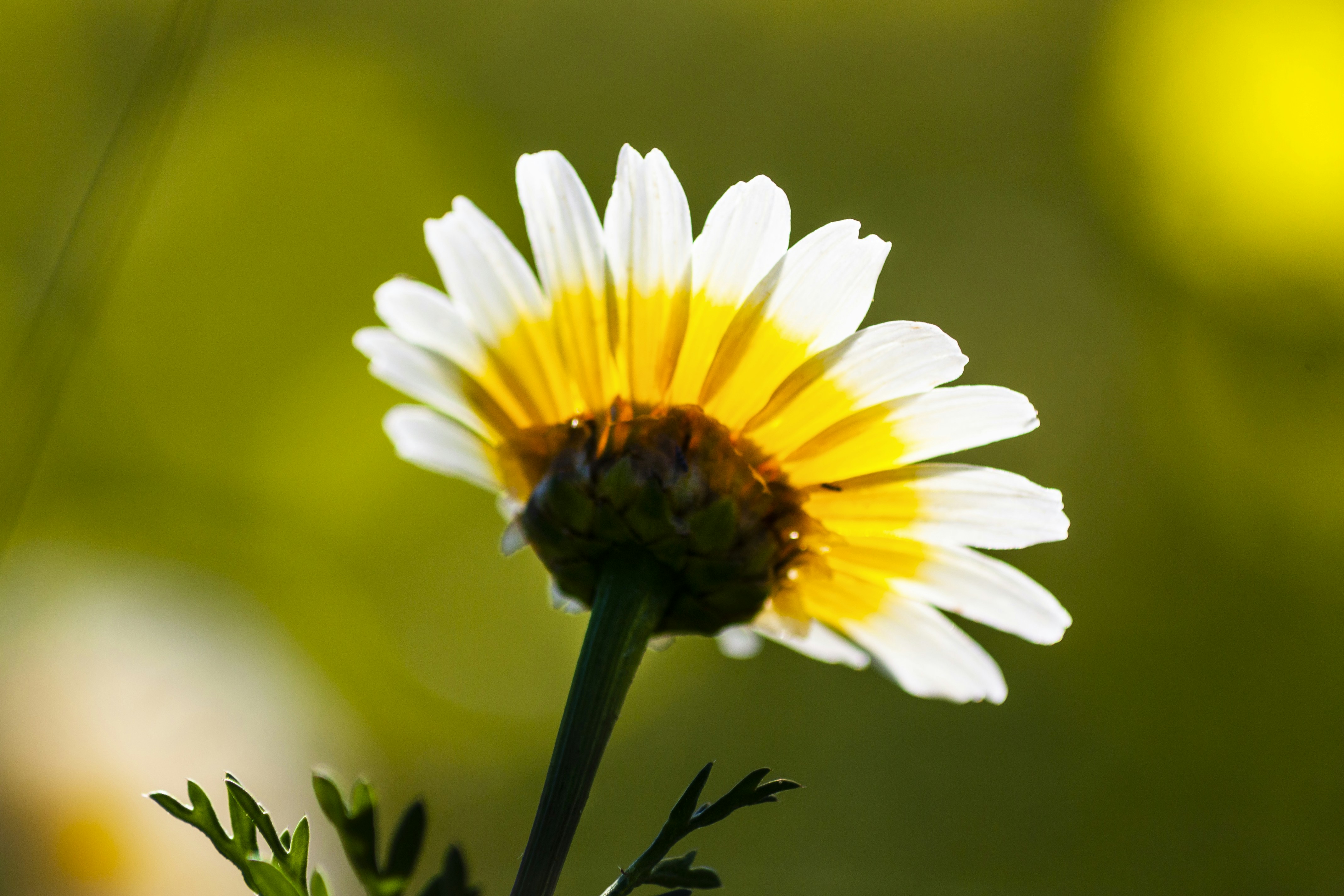 A close-up of a daisy illuminated from behind, showcasing its vibrant yellow center and delicate white petals against a blurred background.