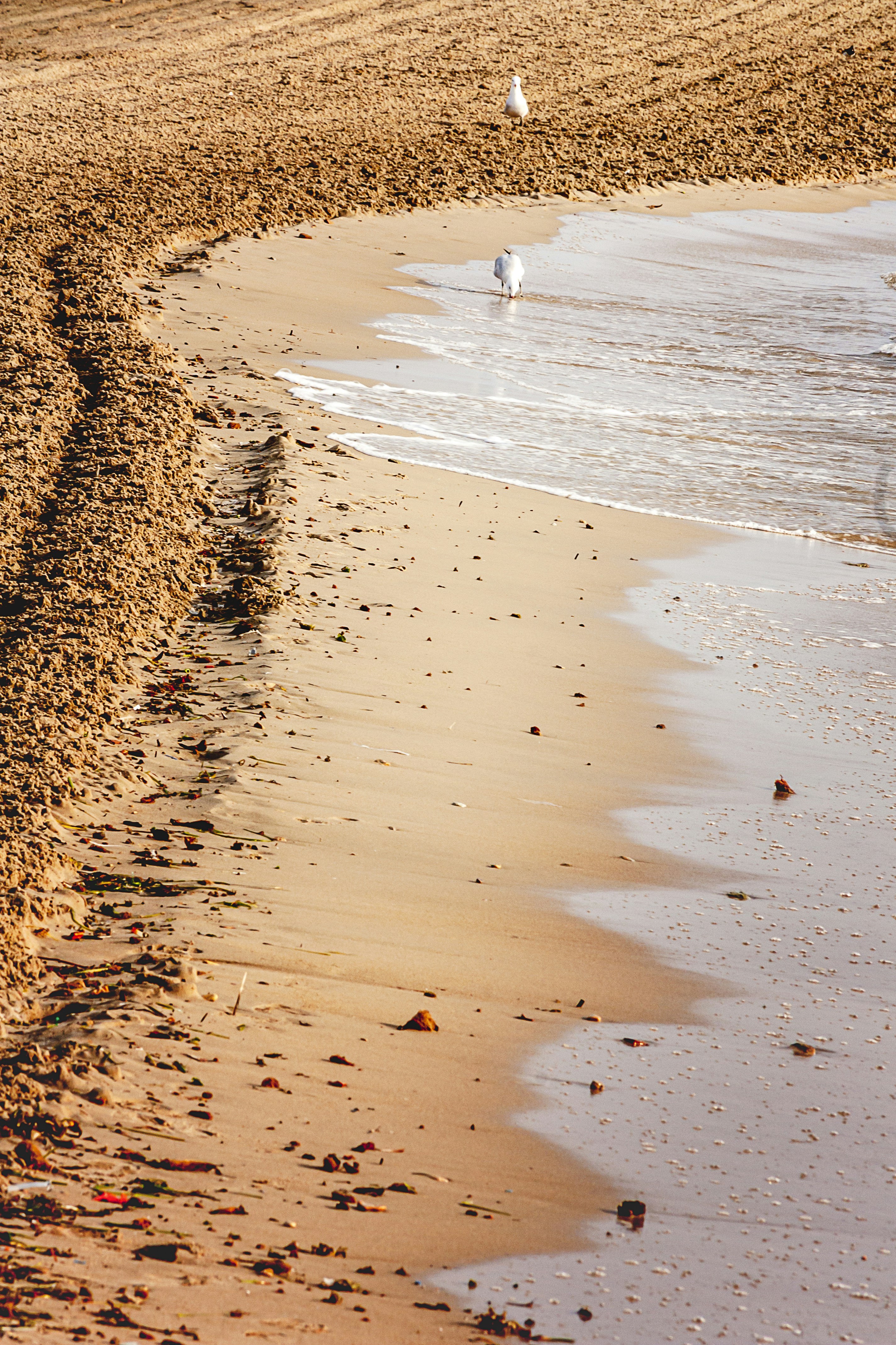 Gentle waves lap against the sandy beach, with seagulls wandering near the water's edge. The scene captures the tranquil essence of a coastal retreat.