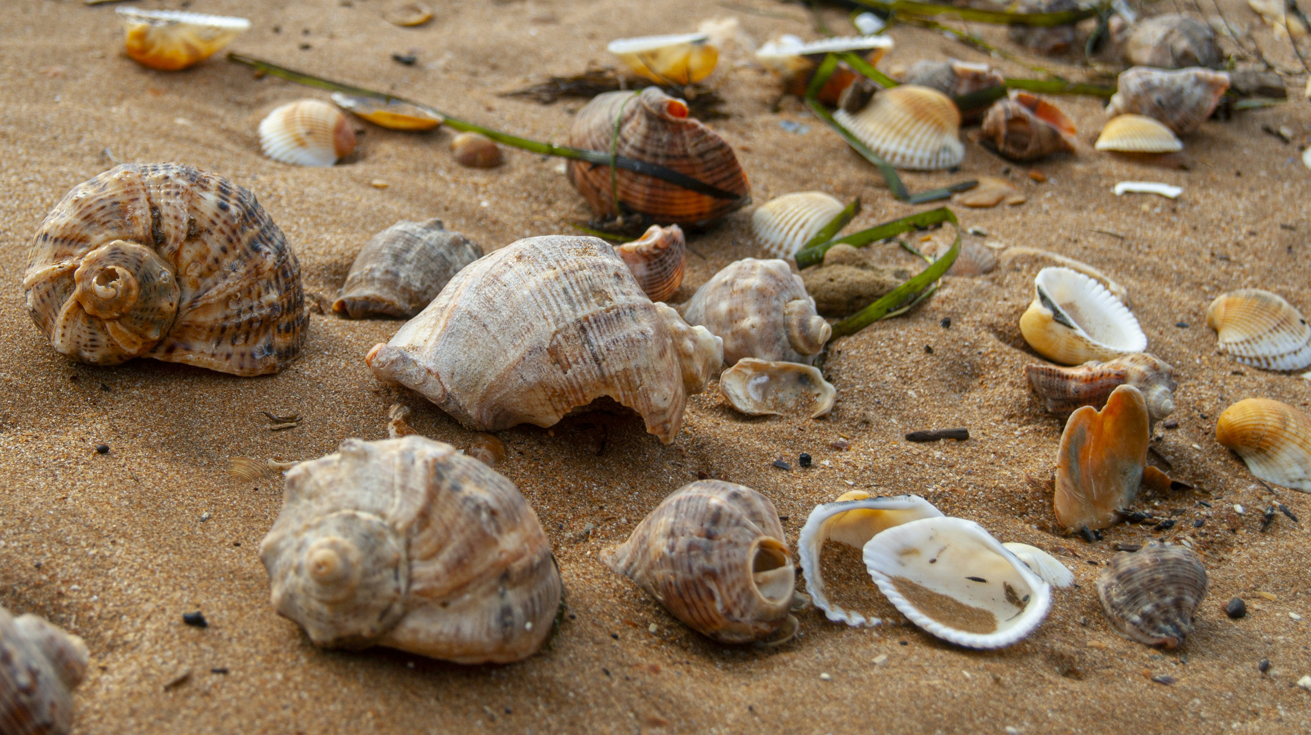 A bunch of sea shells on the sand photo – Free Seashell Image on Unsplash