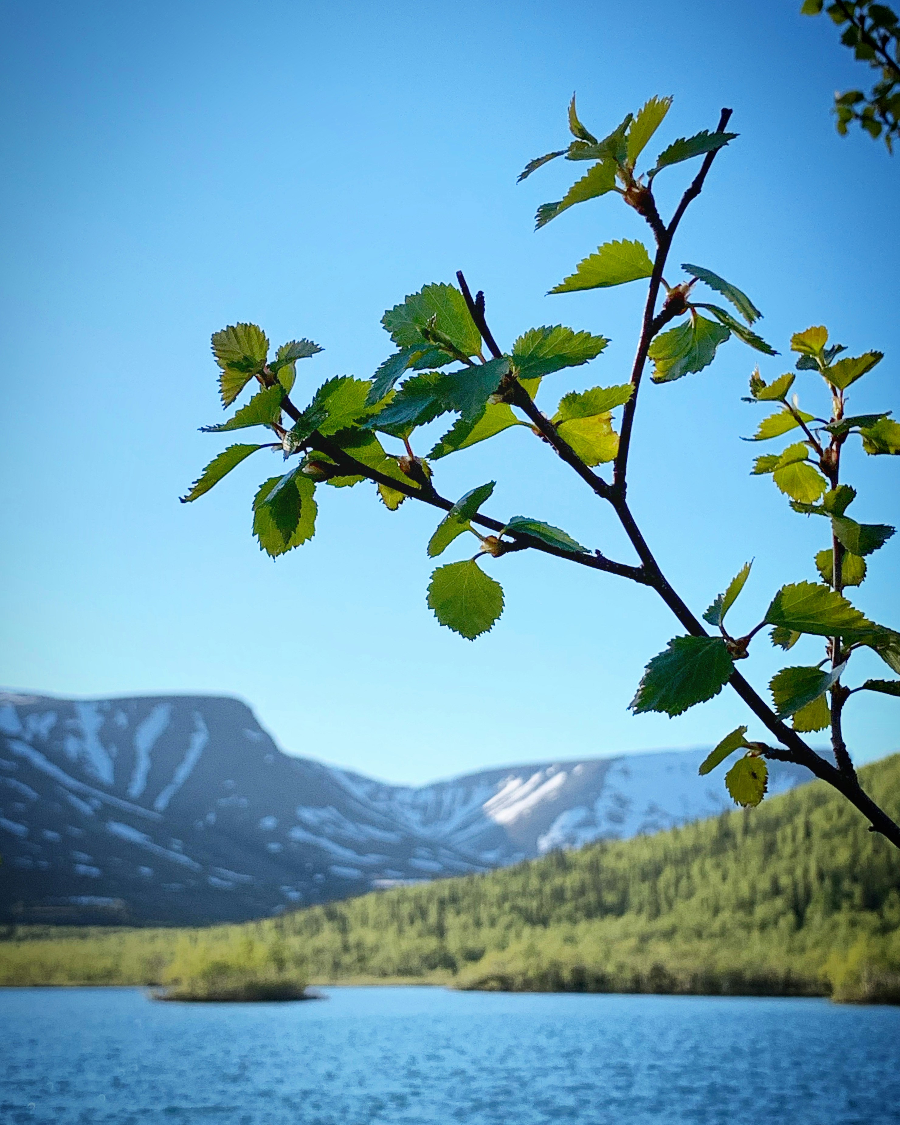 Une branche d’arbre avec des feuilles vertes près d’un plan d’eau photo ...